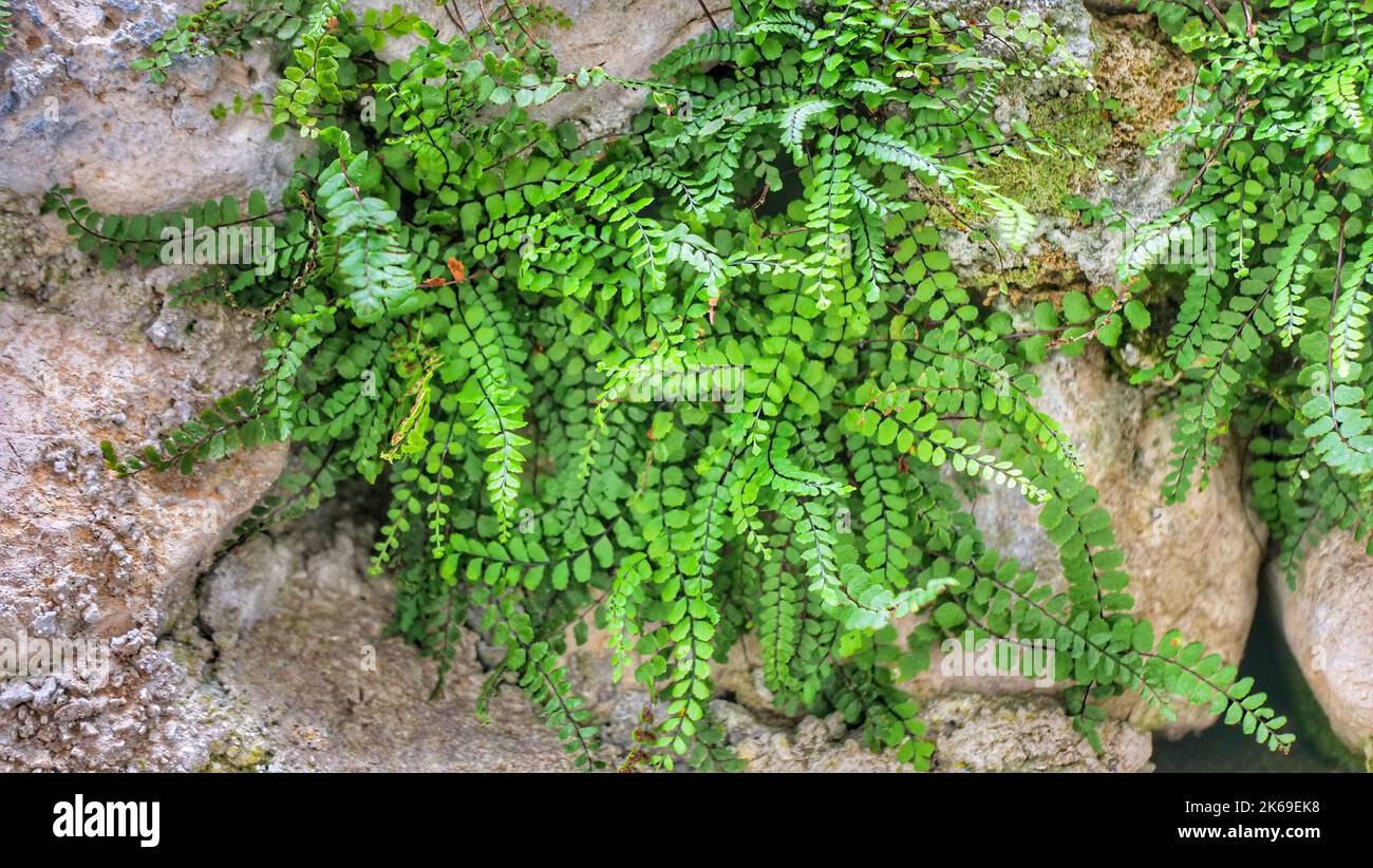 green creeping plants sprouted from the stone. possible background ...