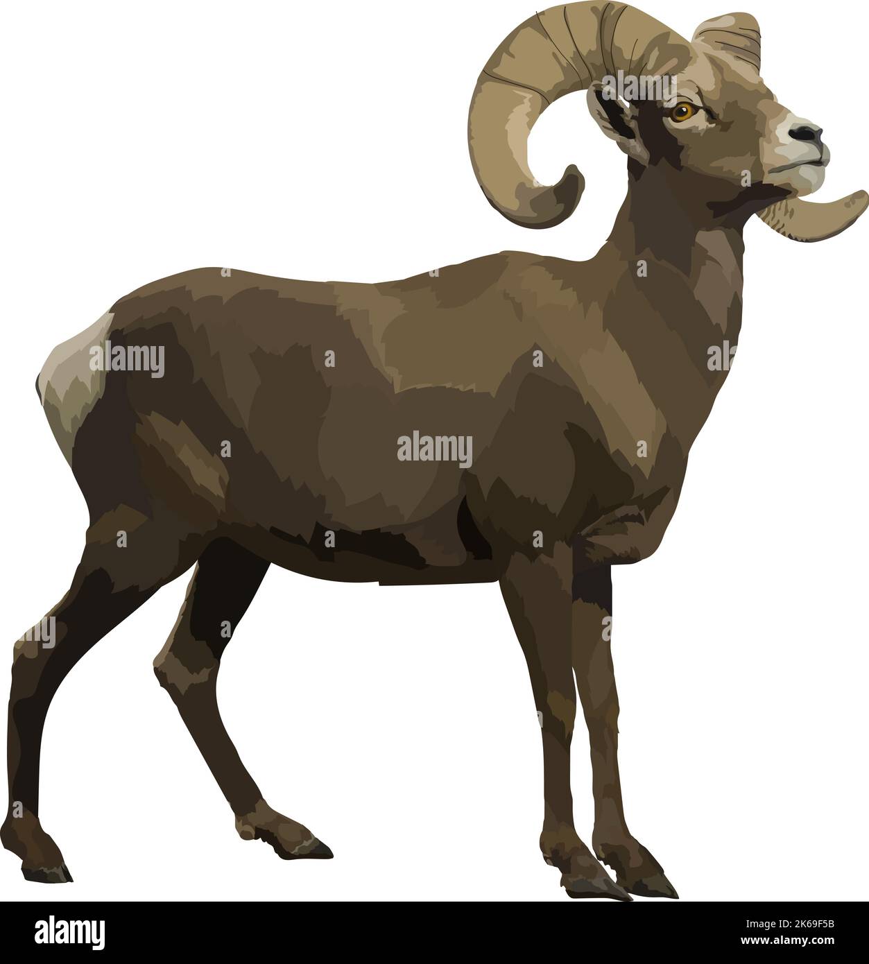 Realistic ram, side view, isolated farm animals Stock Vector Image ...