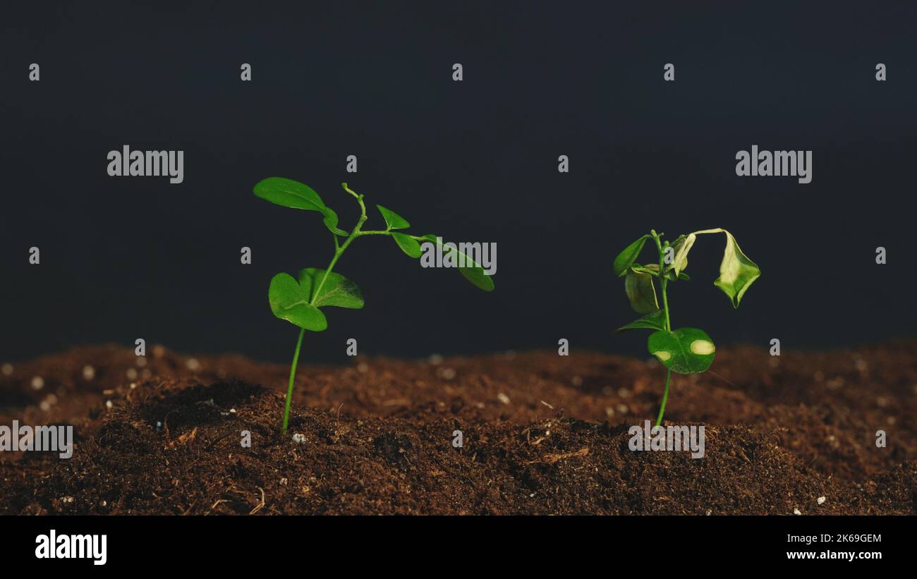 plant cultivation nature fragility green Stock Photo - Alamy