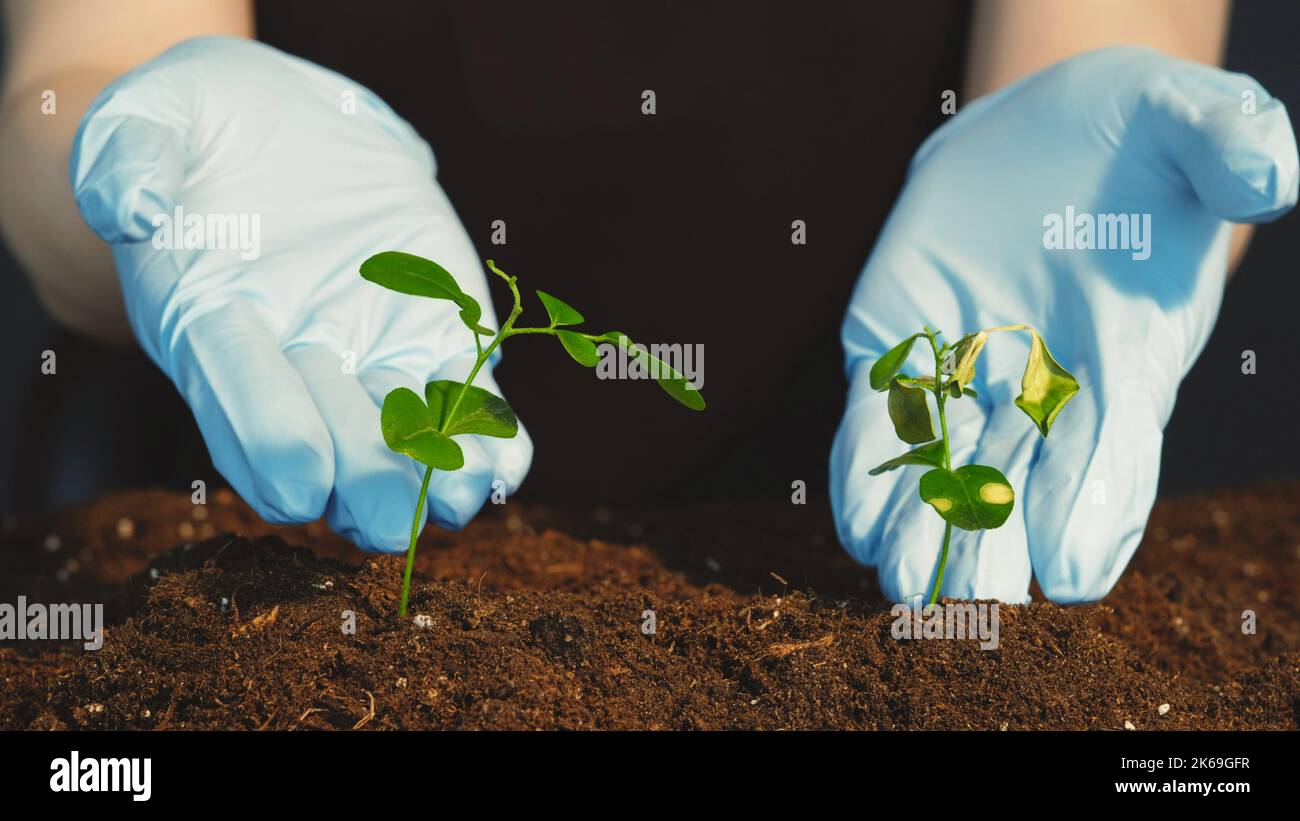 Green seedlings nature fragility sprouts hi-res stock photography and ...