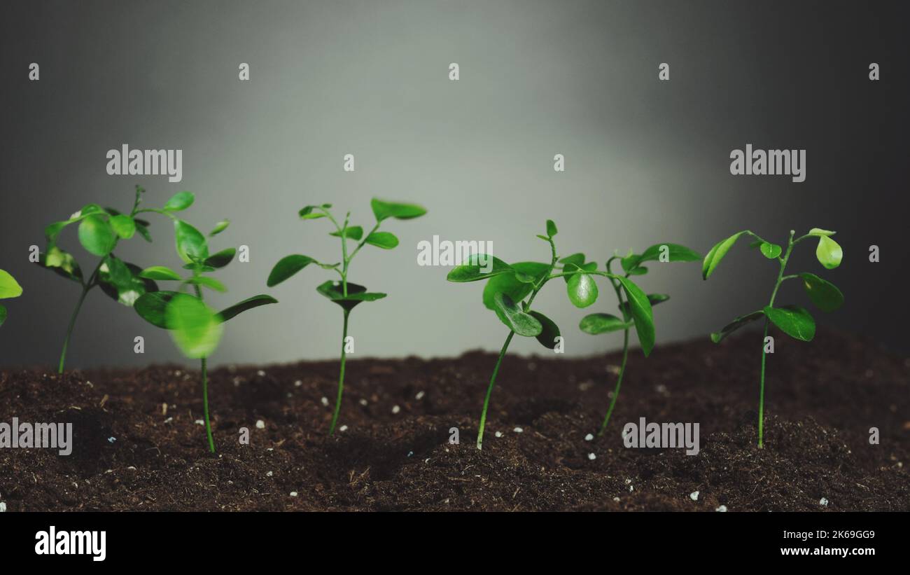 green seedlings nature fragility sustainable Stock Photo - Alamy