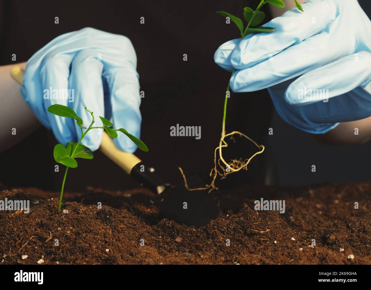 tree cultivation eco gardening organic Stock Photo - Alamy