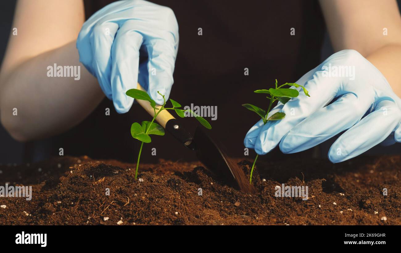 tree cultivation forest conservation Stock Photo - Alamy