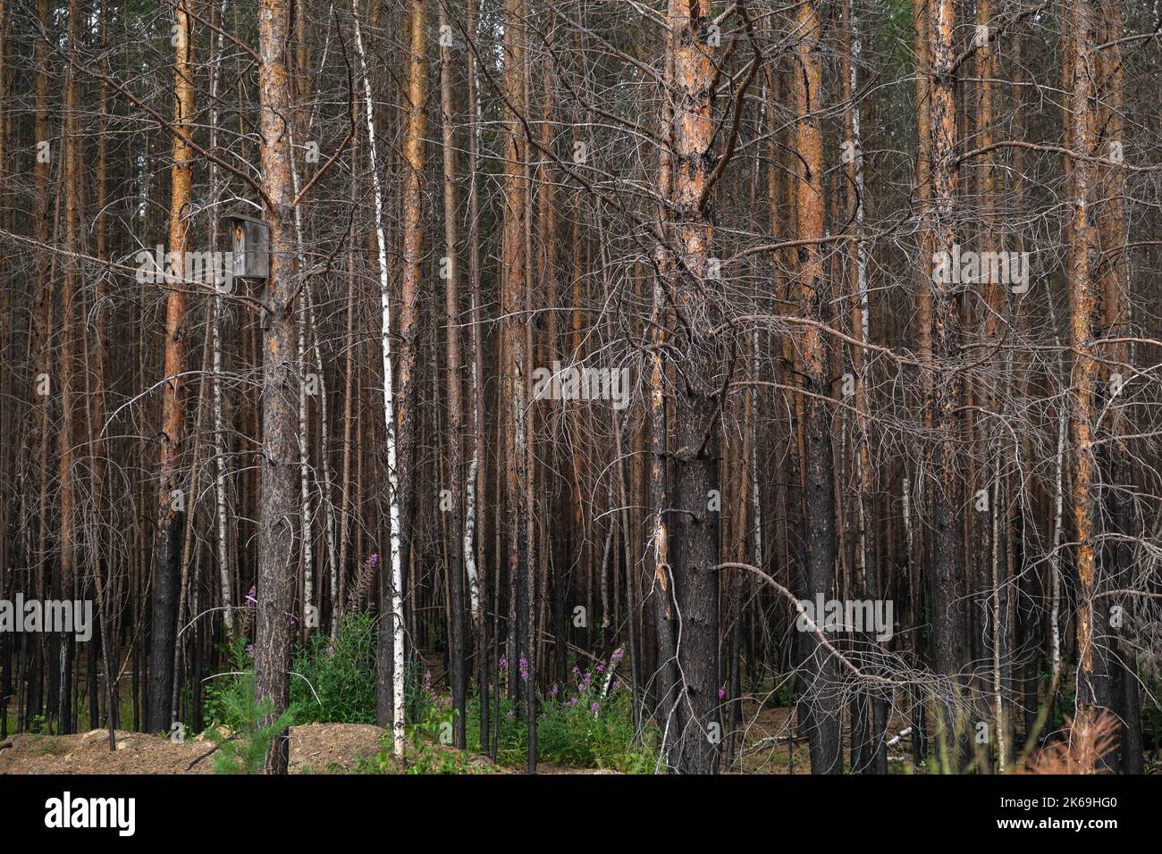 Pine forest after a large-scale fire. Landscape of a burnt forest. Dead ... Pine forest after a large-scale fire. Landscape of a burnt forest. Dead ...