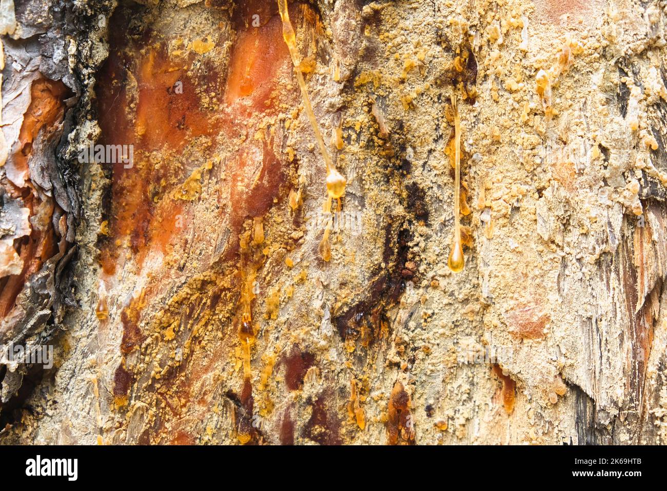 Wood resin coming out of wood. Tree sap coming out of a pine tree ...