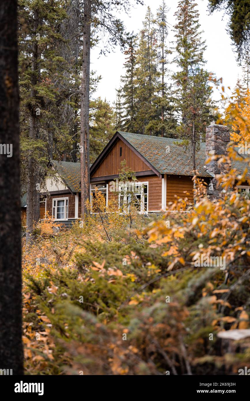 A vertical of forest cottages captured in autumn with yellow foliage ...