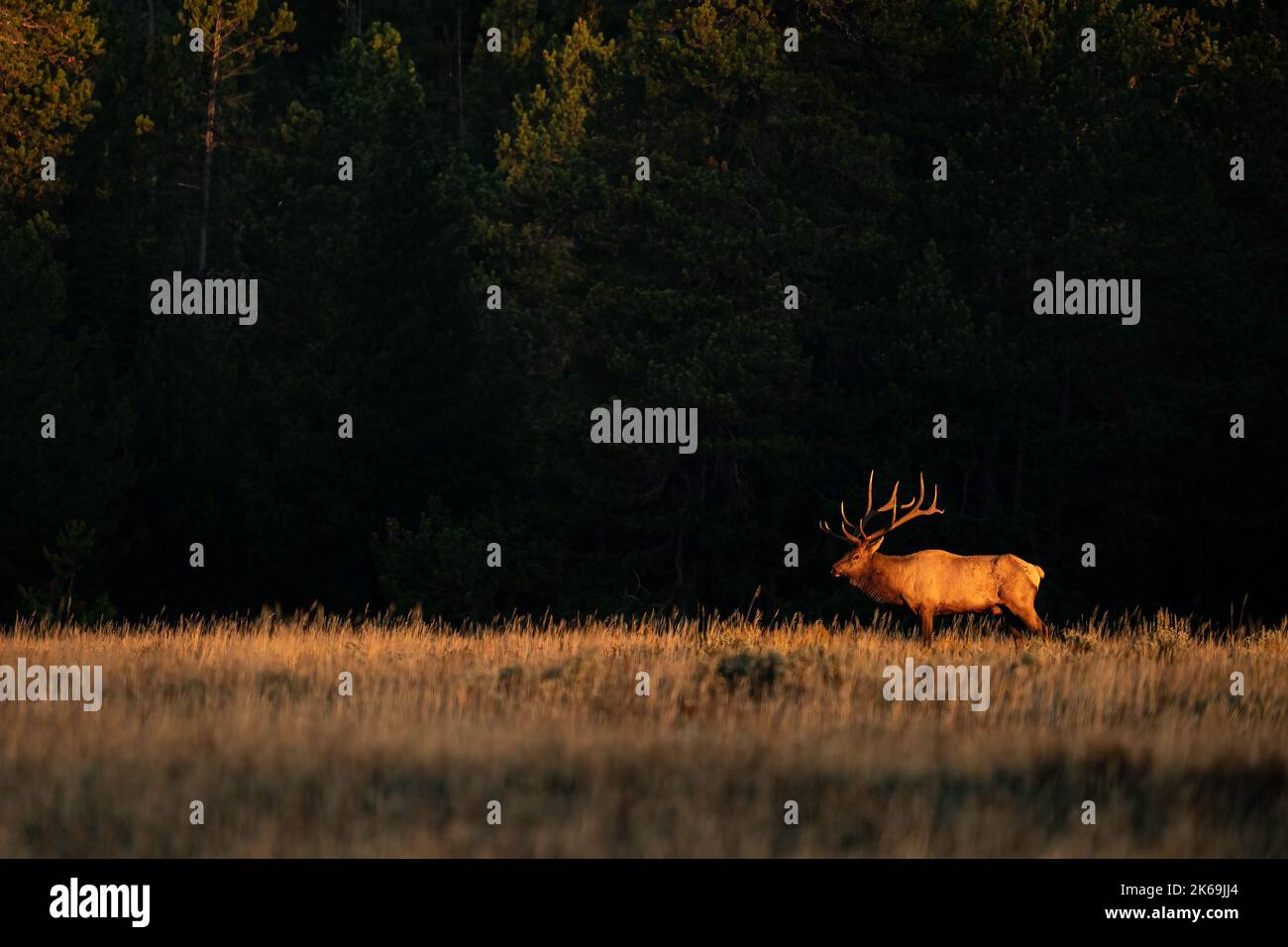 Natural wild elk hi-res stock photography and images - Alamy