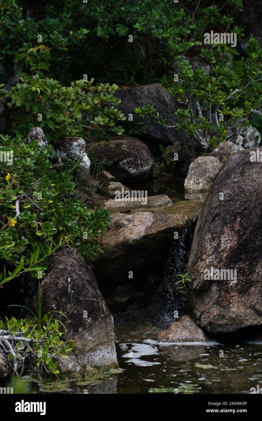 A vertical close-up shot of huge rocks in a swamp in the forest Stock ...