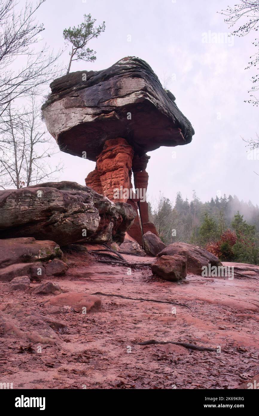 Tree on top of Devil's Table on a foggy winter day in the Palatinate ...