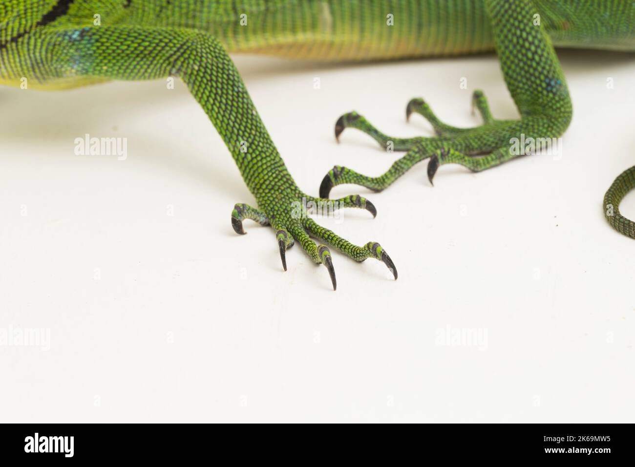 The emerald green tree monitor lizard (Varanus prasinus) isolated on ...