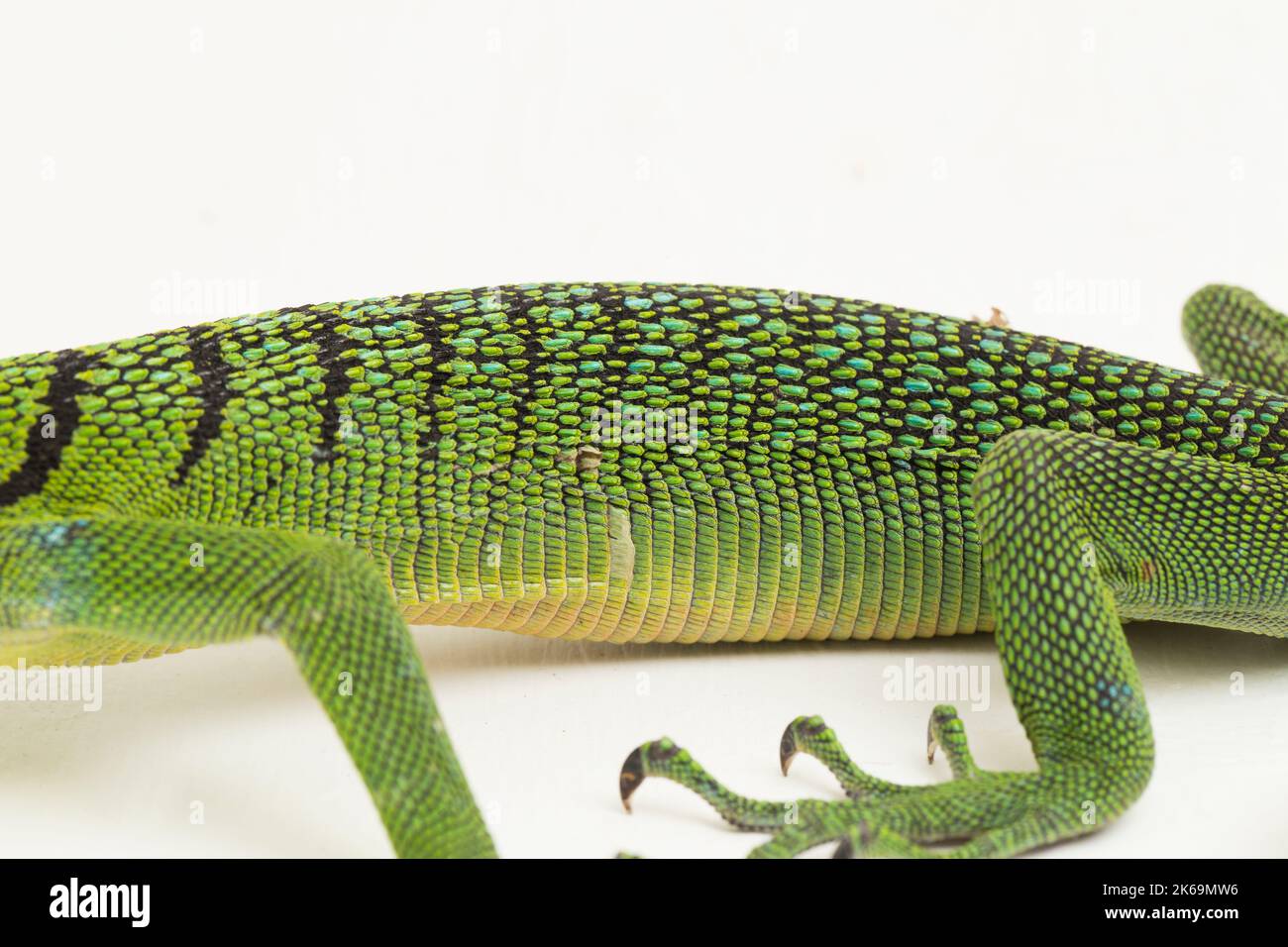 The emerald green tree monitor lizard (Varanus prasinus) isolated on ...