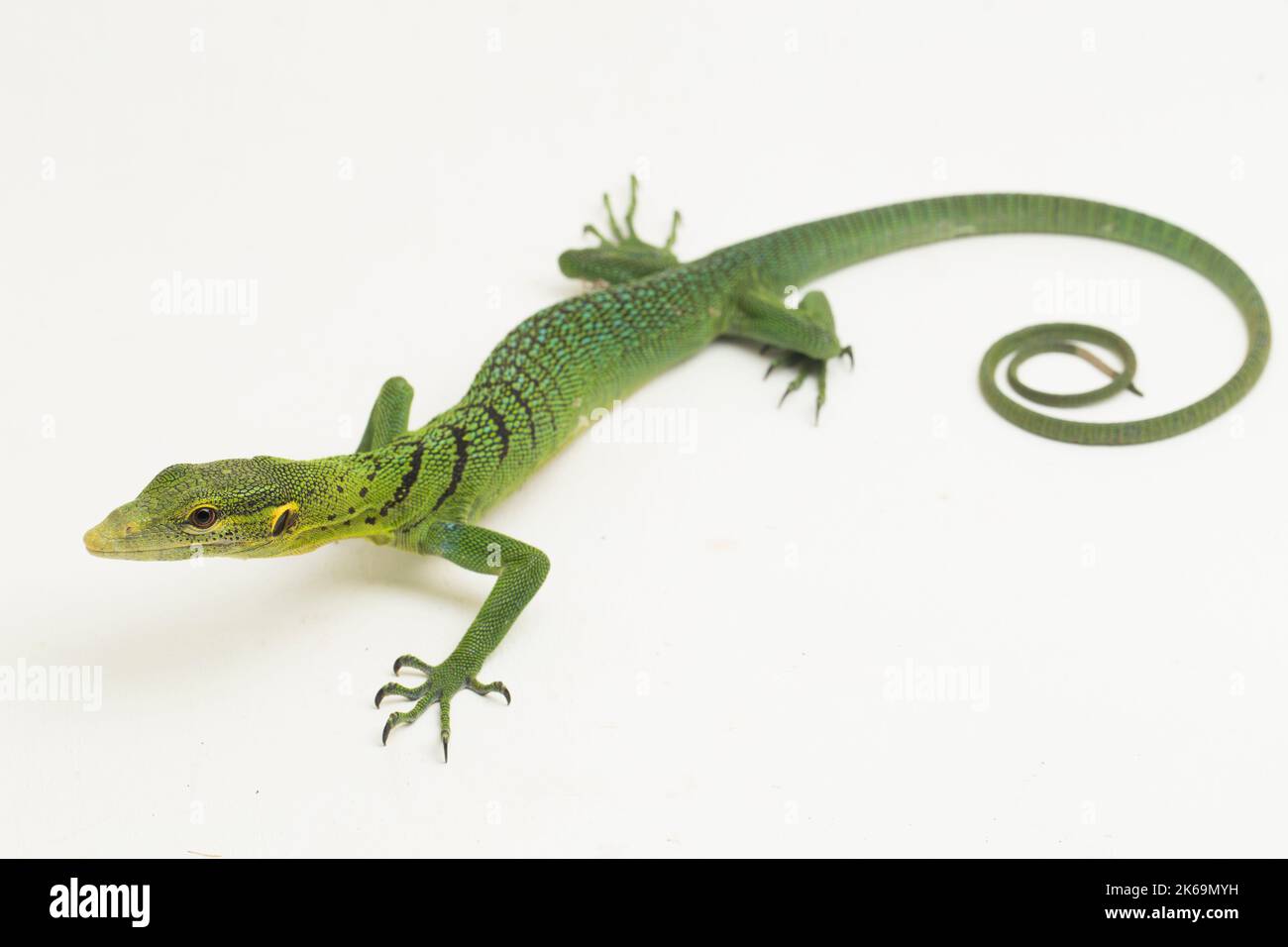 The emerald green tree monitor lizard (Varanus prasinus) isolated on ...