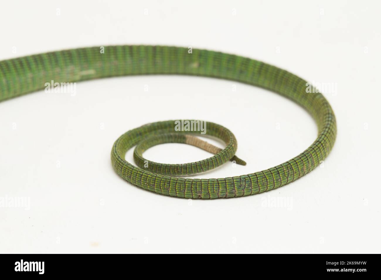 The emerald green tree monitor lizard (Varanus prasinus) isolated on ...