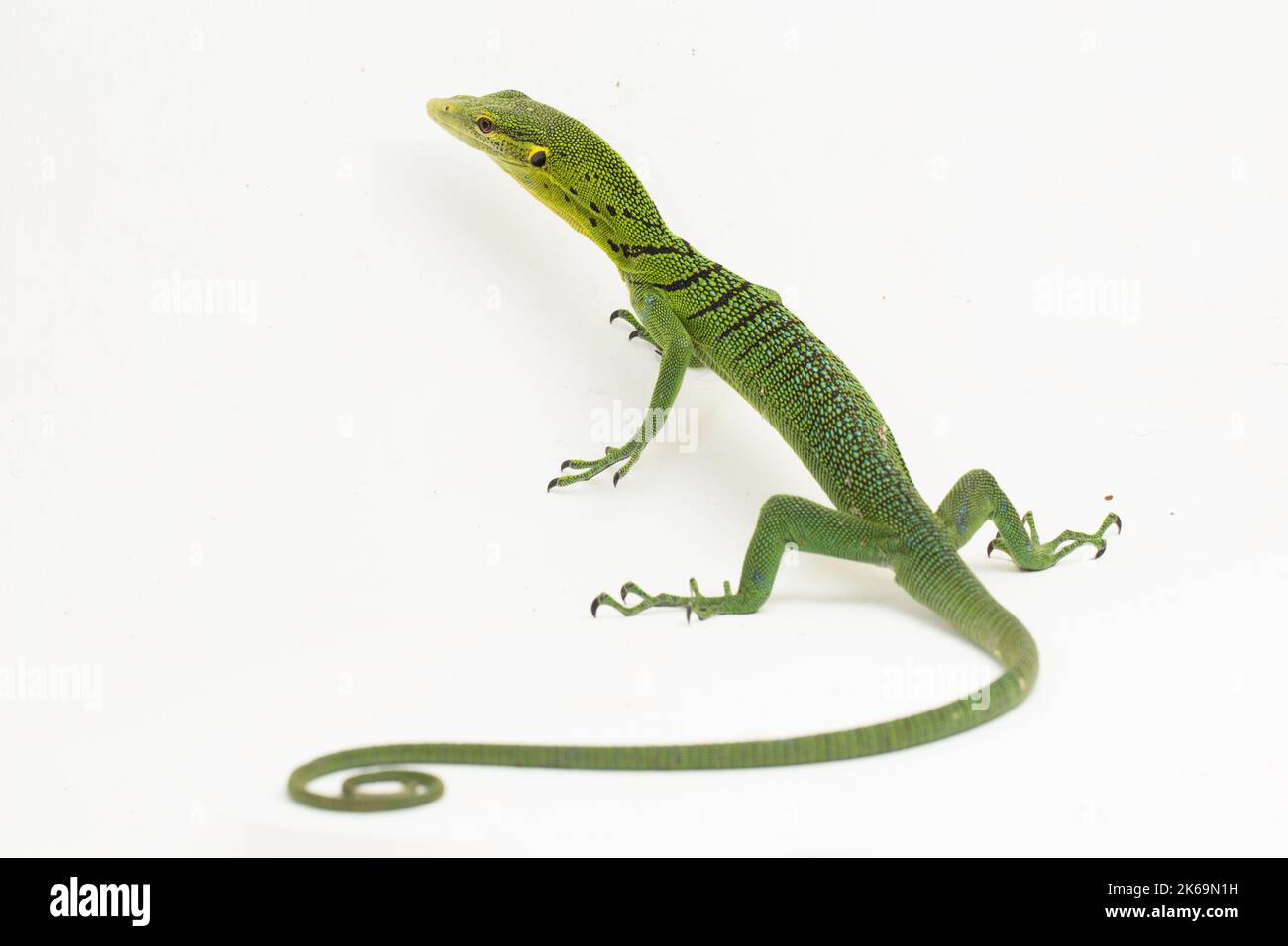 The emerald green tree monitor lizard (Varanus prasinus) isolated on ...