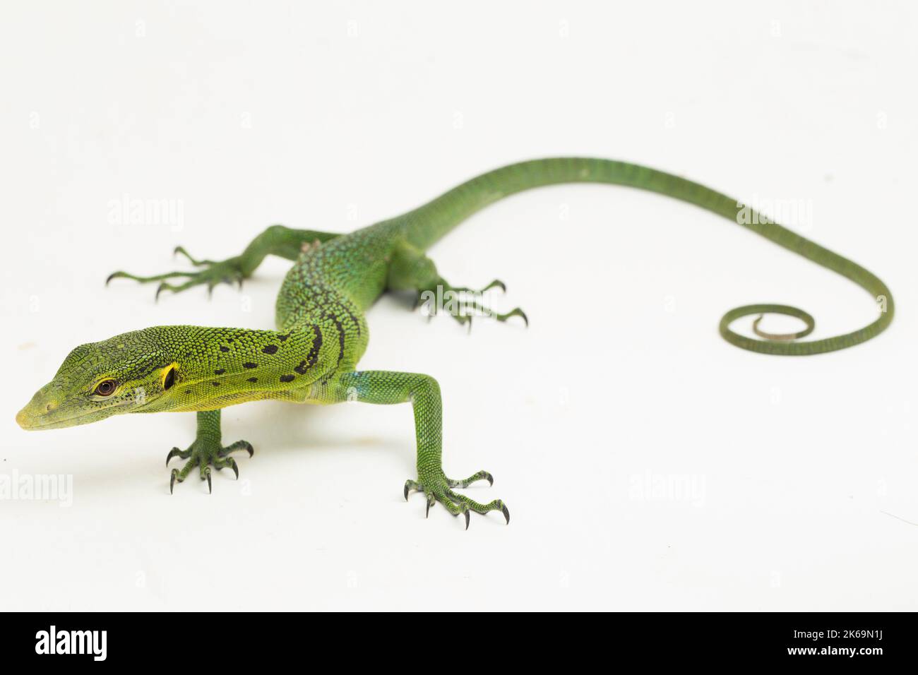 The emerald green tree monitor lizard (Varanus prasinus) isolated on ...