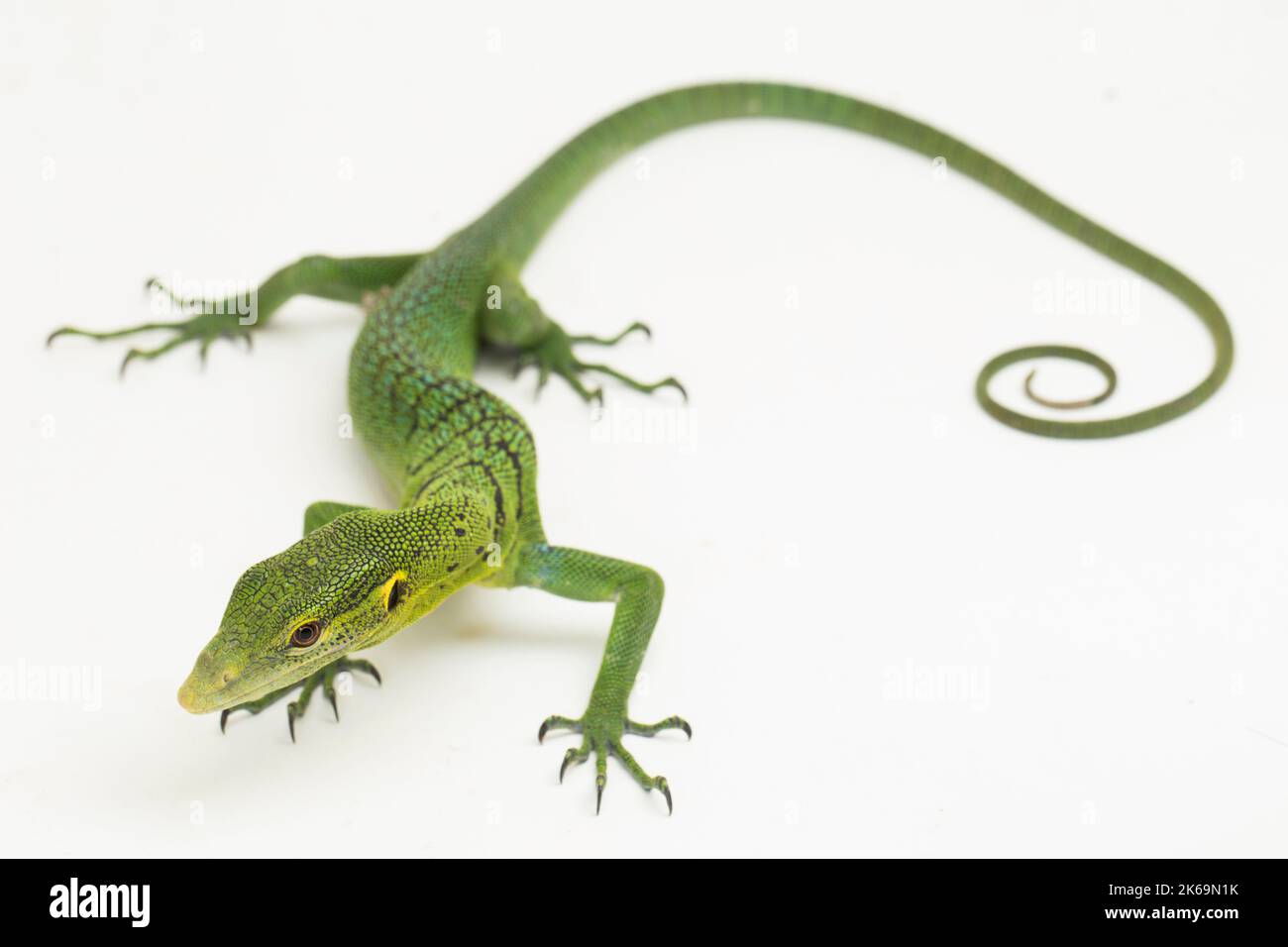 The emerald green tree monitor lizard (Varanus prasinus) isolated on ...