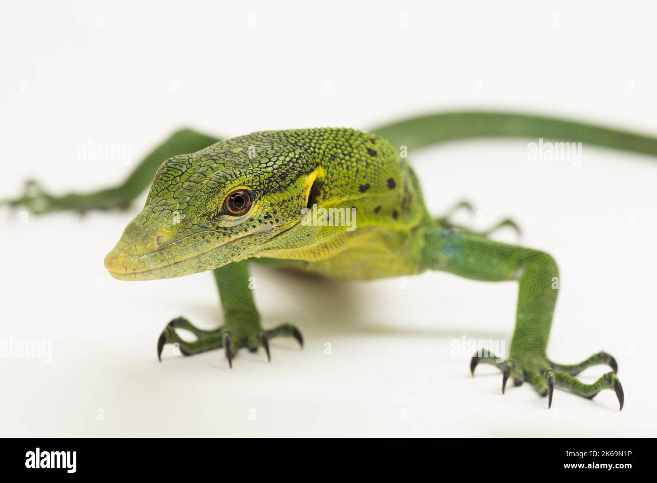 The emerald green tree monitor lizard (Varanus prasinus) isolated on ...