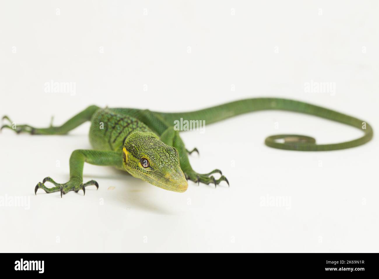 The emerald green tree monitor lizard (Varanus prasinus) isolated on ...