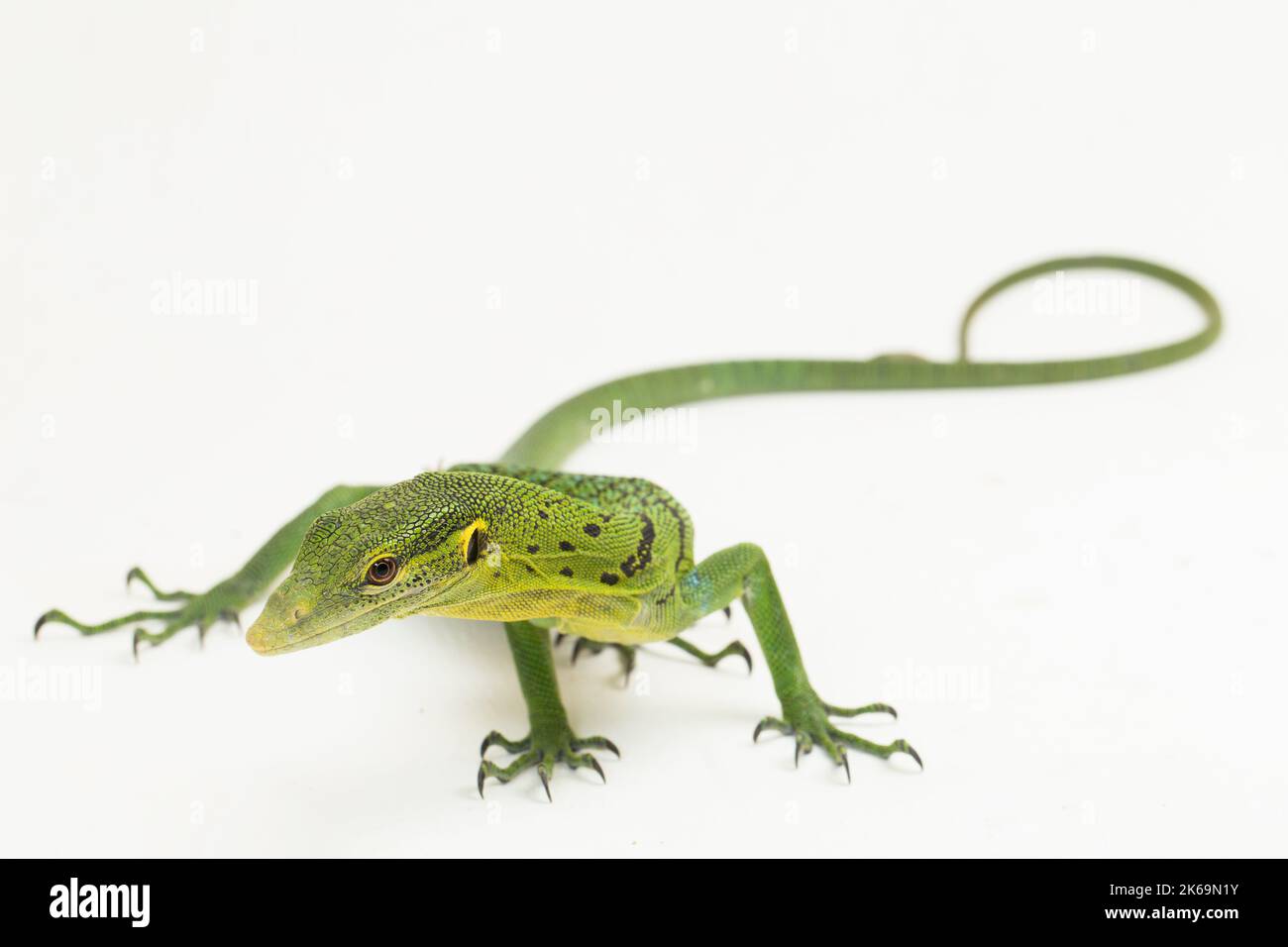 The emerald green tree monitor lizard (Varanus prasinus) isolated on ...