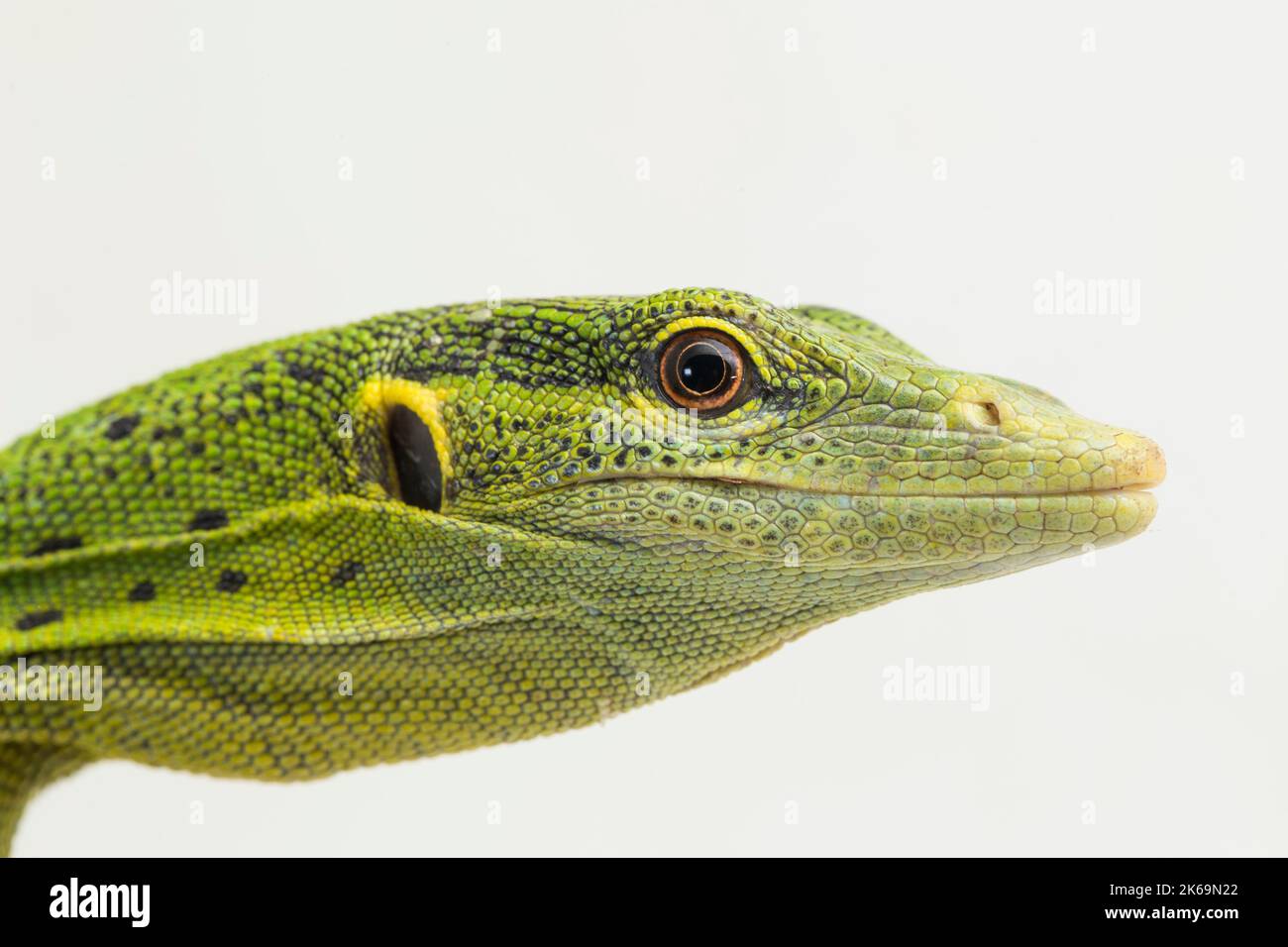 The emerald green tree monitor lizard (Varanus prasinus) isolated on ...