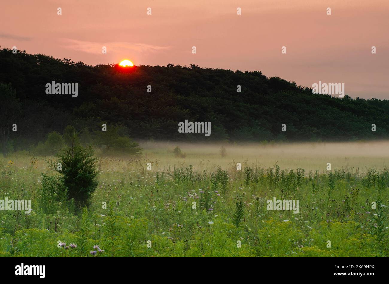 The sun rises above the tree line on a fog inversion grassland at ...