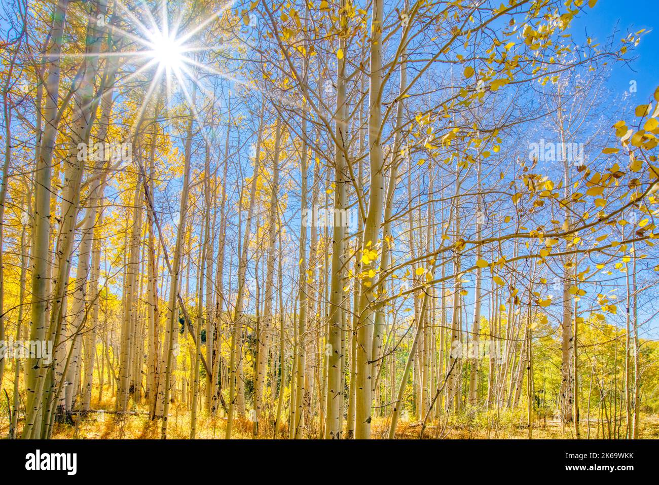 Dense grove of aspen tree trunks in the autumn in Colorado Stock Photo ...