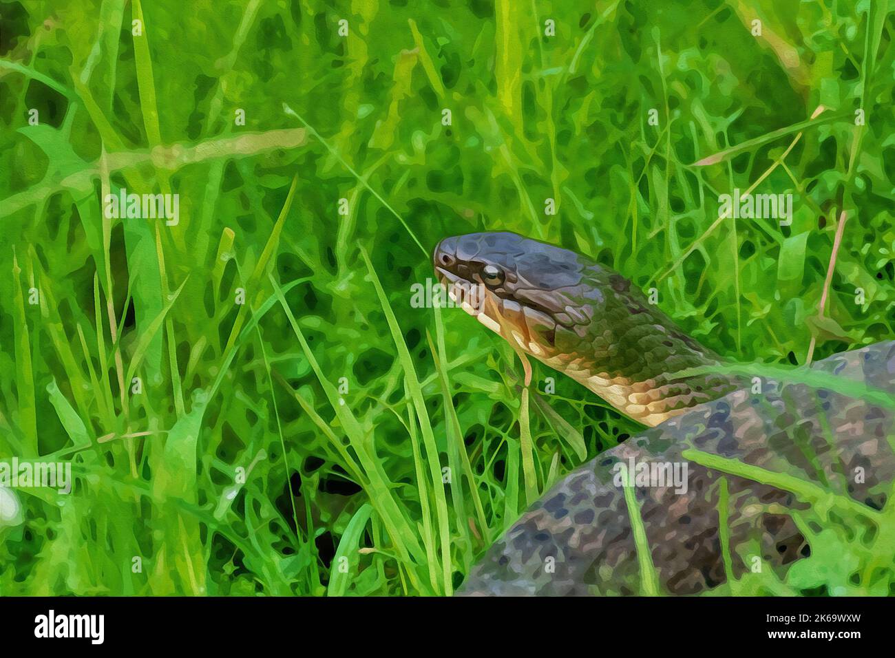 Digitally created watercolor painting of a plain-bellied water snake ...