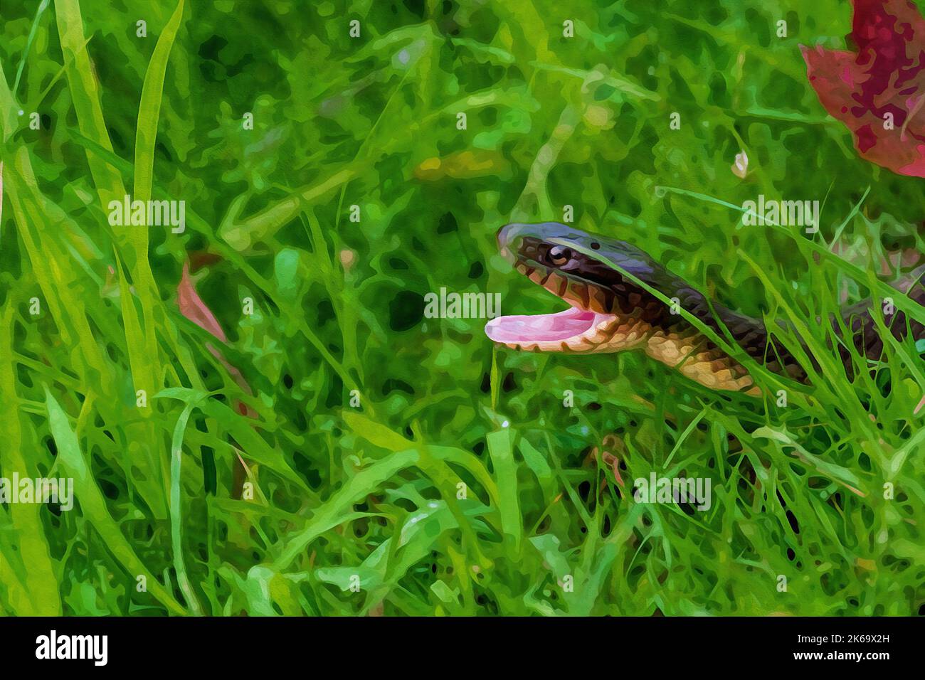 Digitally created watercolor painting of a plain-bellied water snake ...