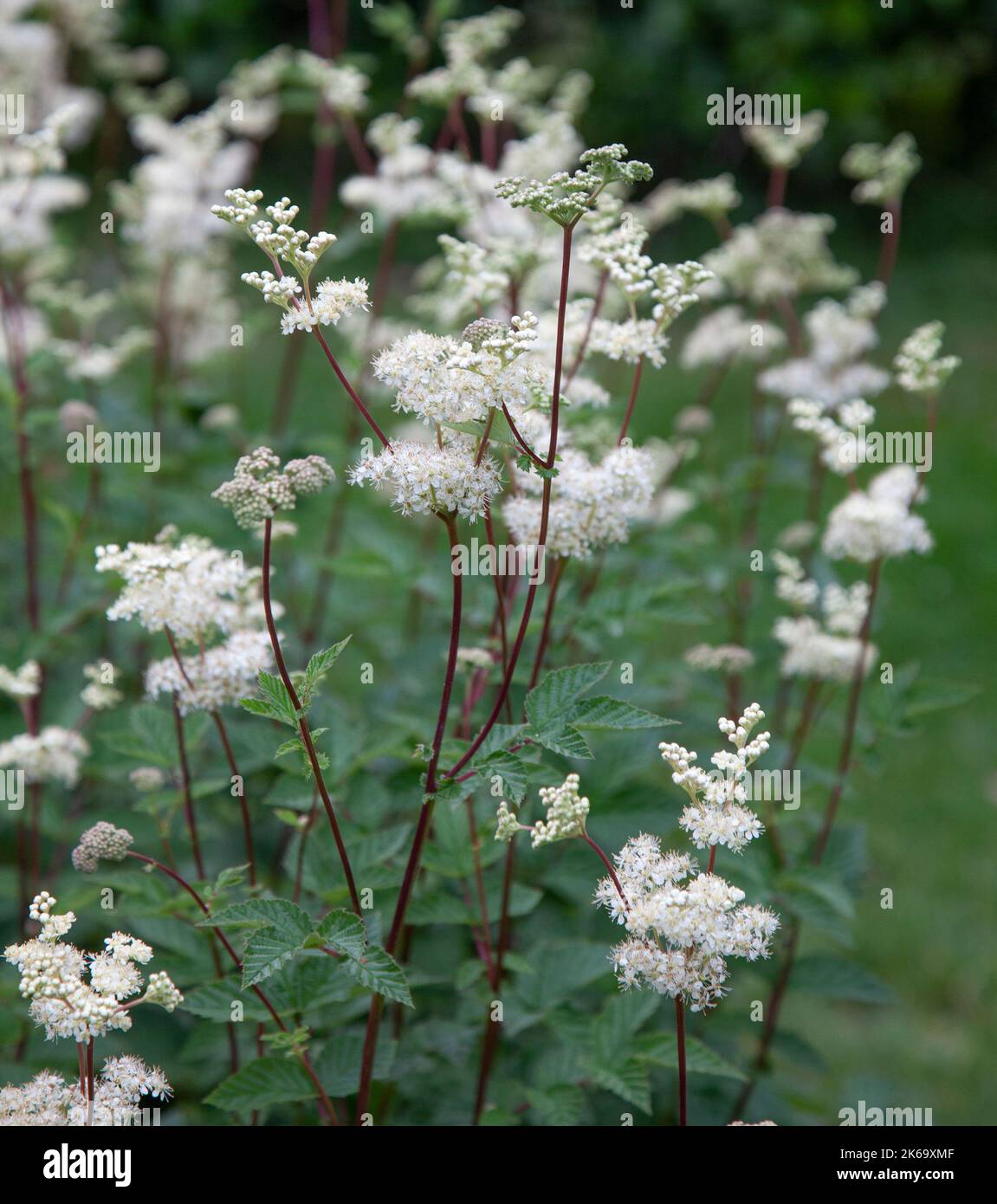 Plant native to europe and western asia hi-res stock photography and ...