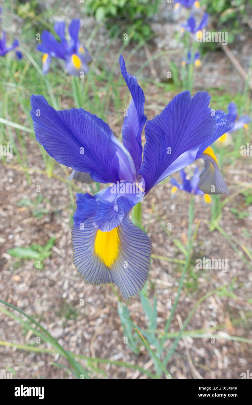 Dutch Iris, Iris x hollandica, 'Mystic Beauty', one of the 'tiger ...