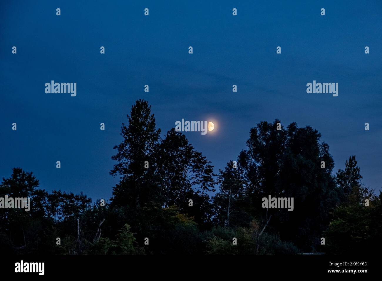 night shot of trees with the moon shining in between Stock Photo - Alamy