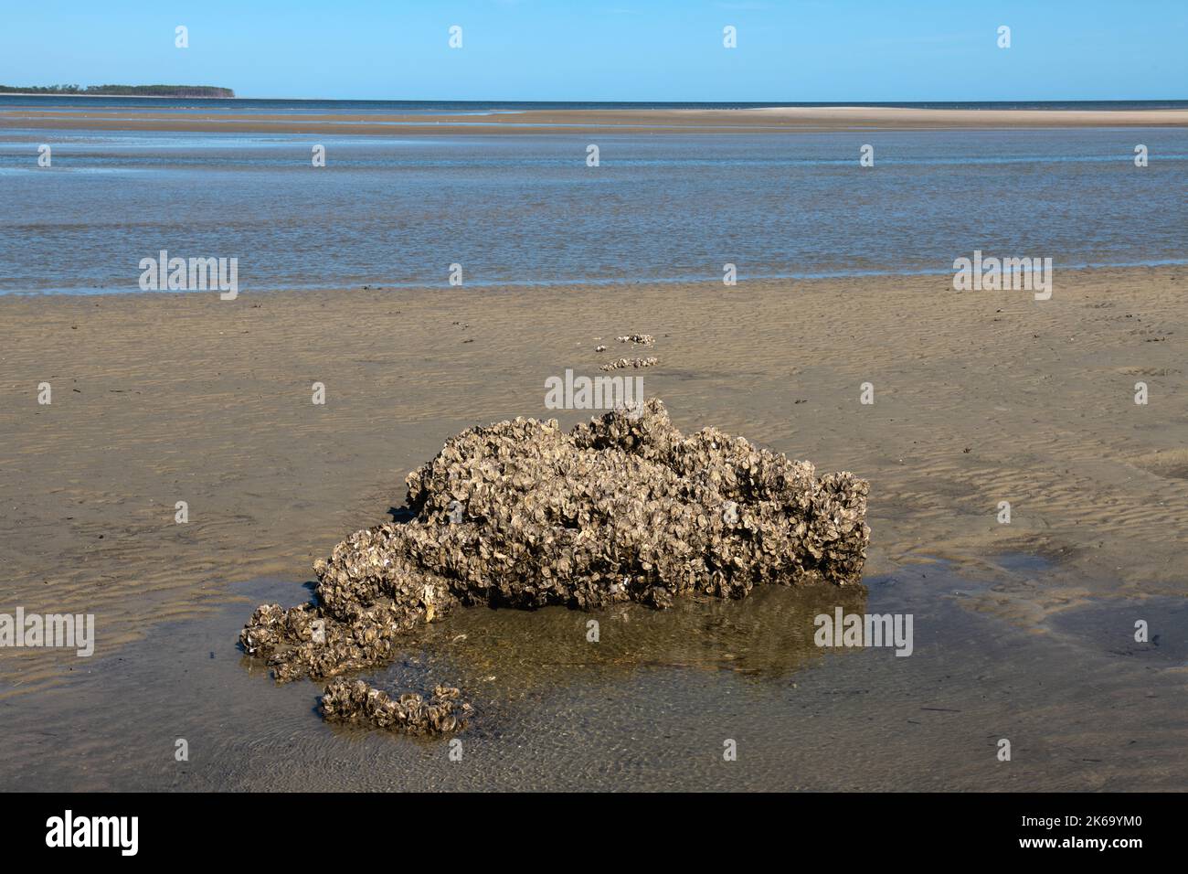 A large cluster of oyster shells clusters at low tide in South Carolina ...