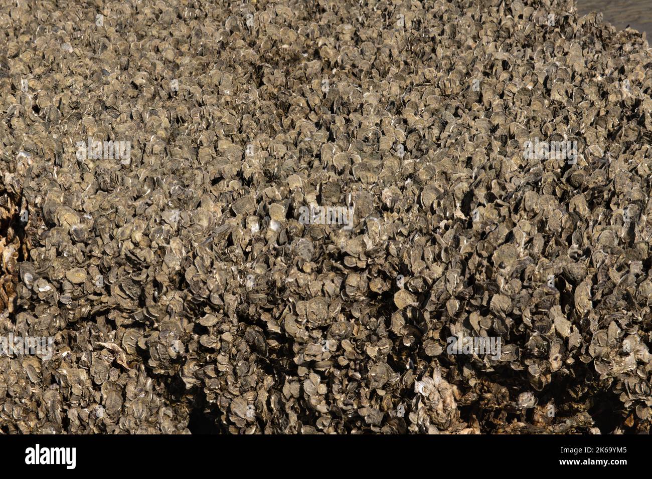 Close up of a large cluster of oyster shells clusters at low tide in ...