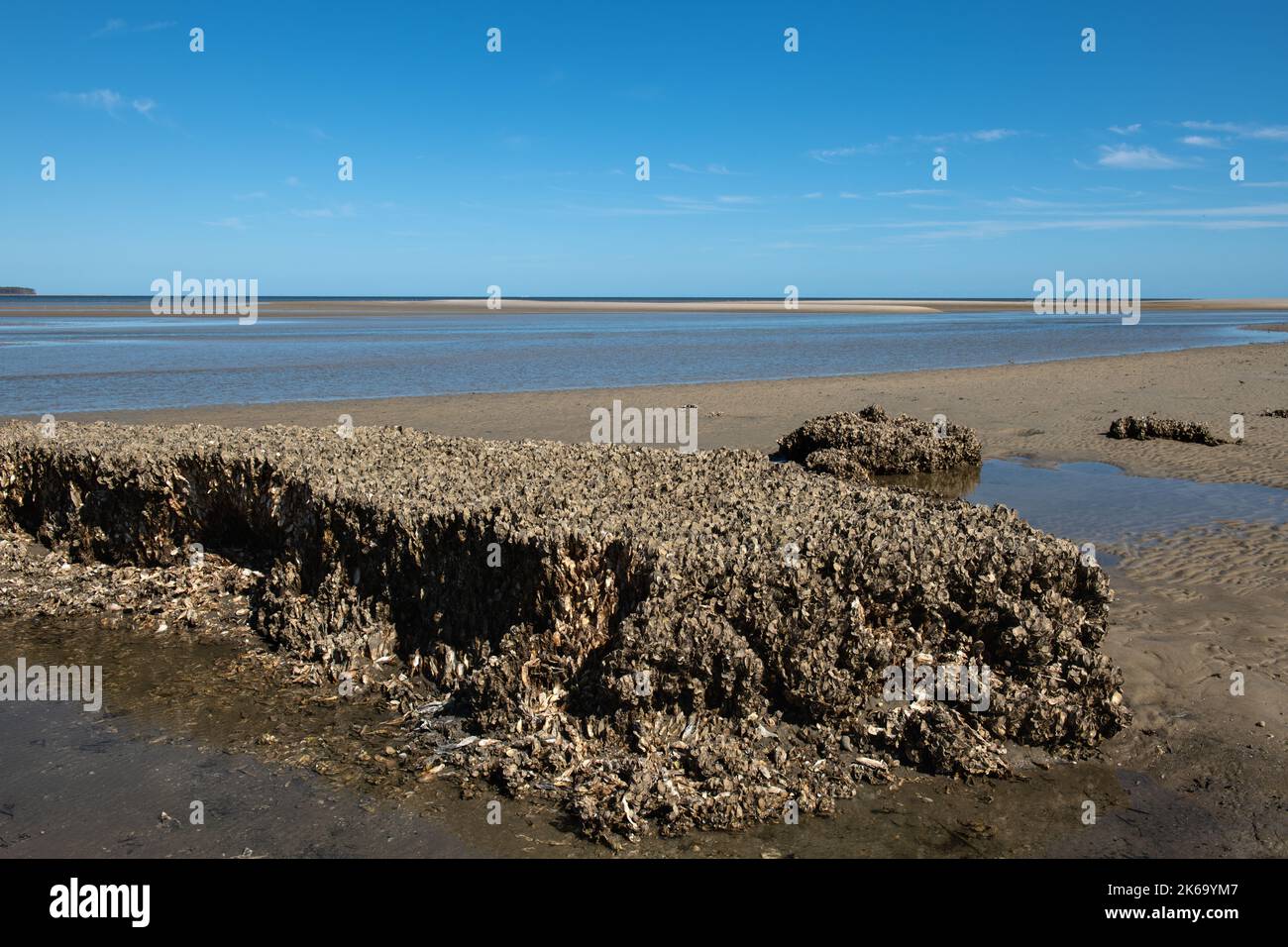 A large cluster of oyster shells clusters at low tide in South Carolina ...