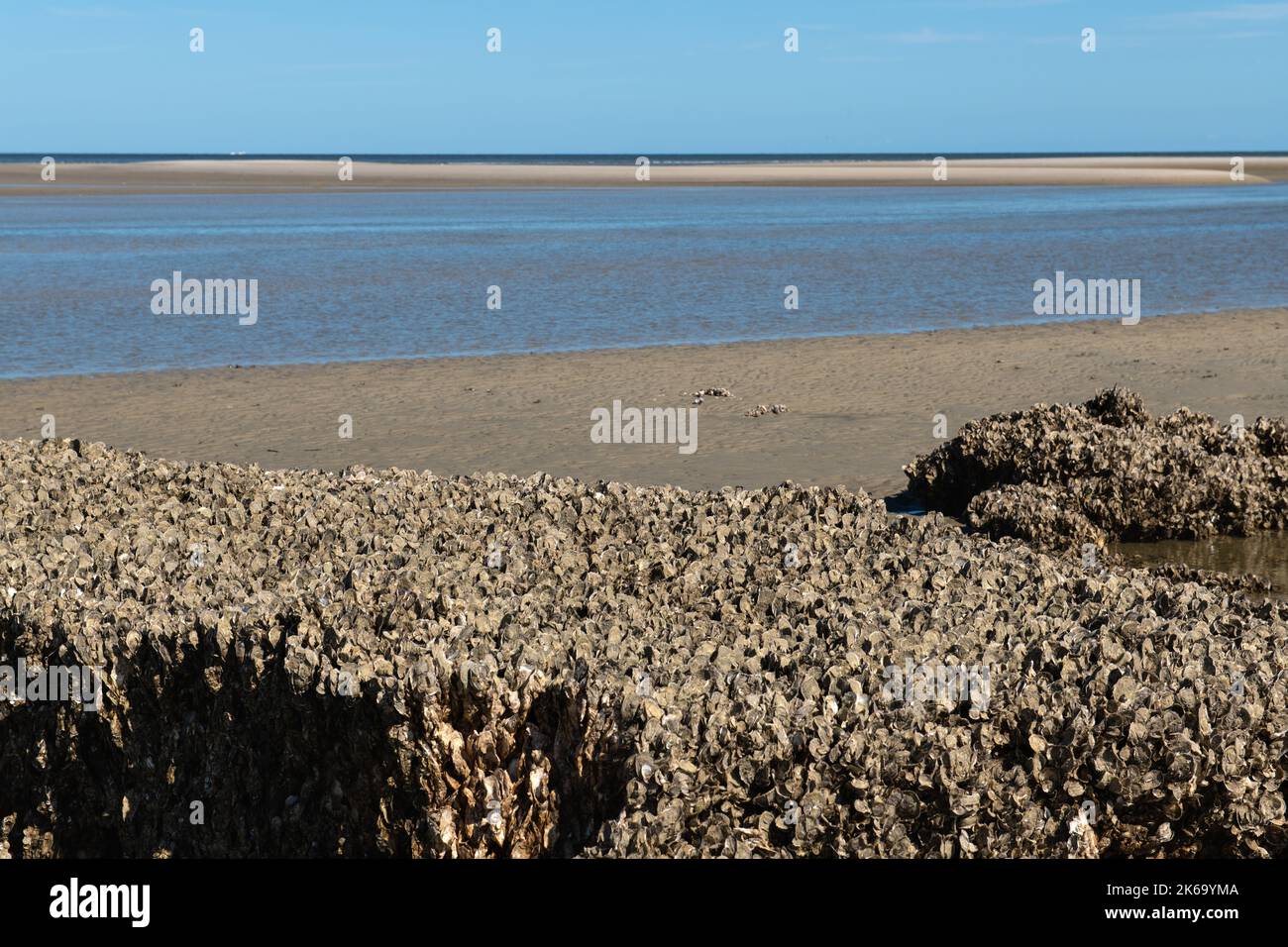 A large cluster of oyster shells clusters at low tide in South Carolina ...