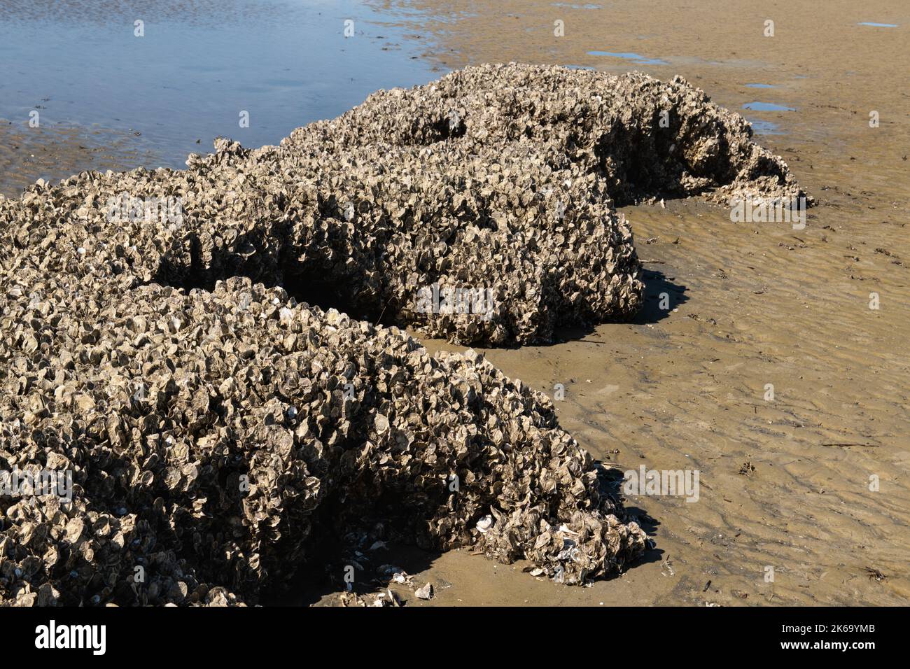 A large cluster of oyster shells clusters at low tide in South Carolina ...
