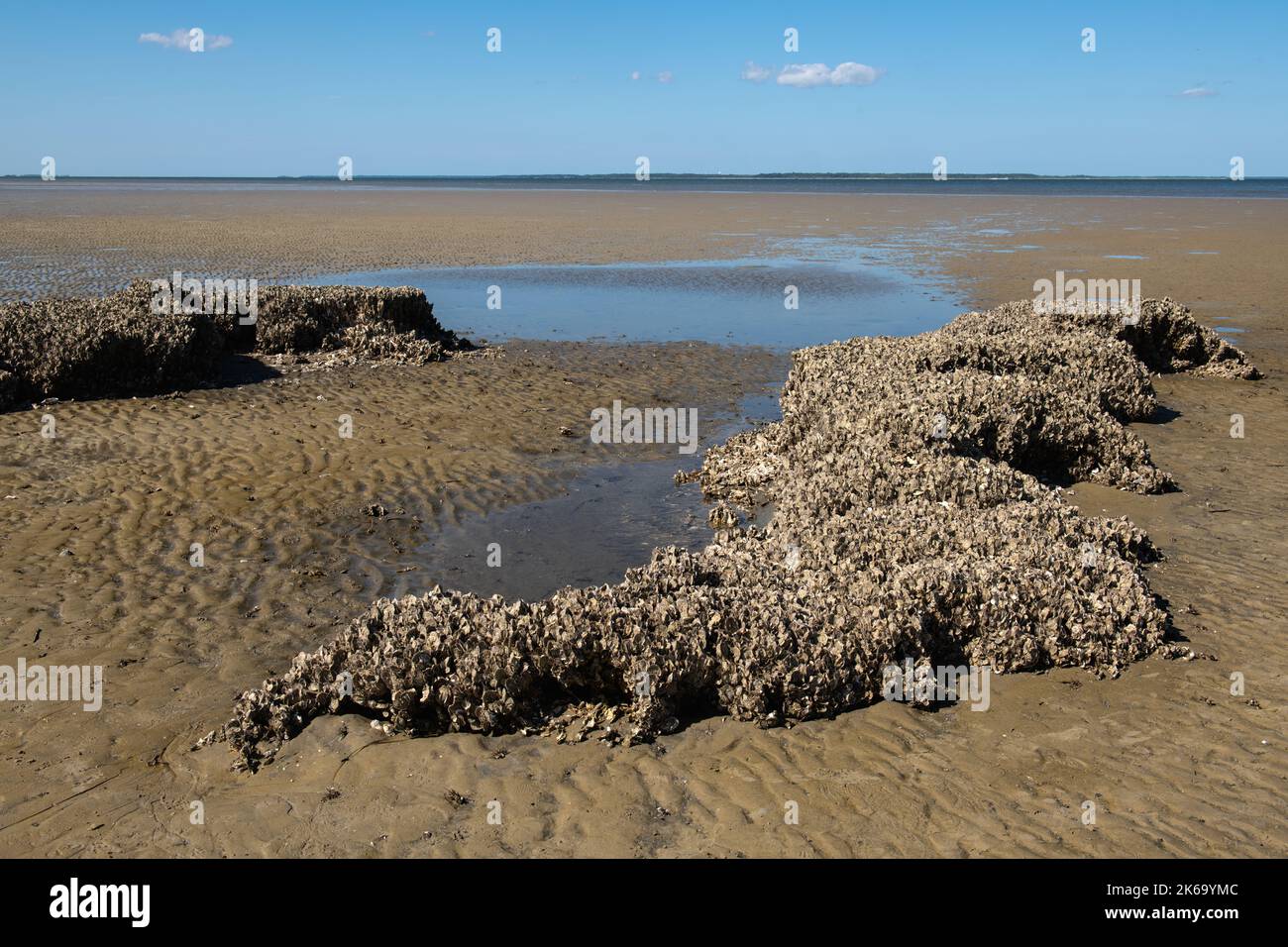 A large cluster of oyster shells clusters at low tide in South Carolina ...