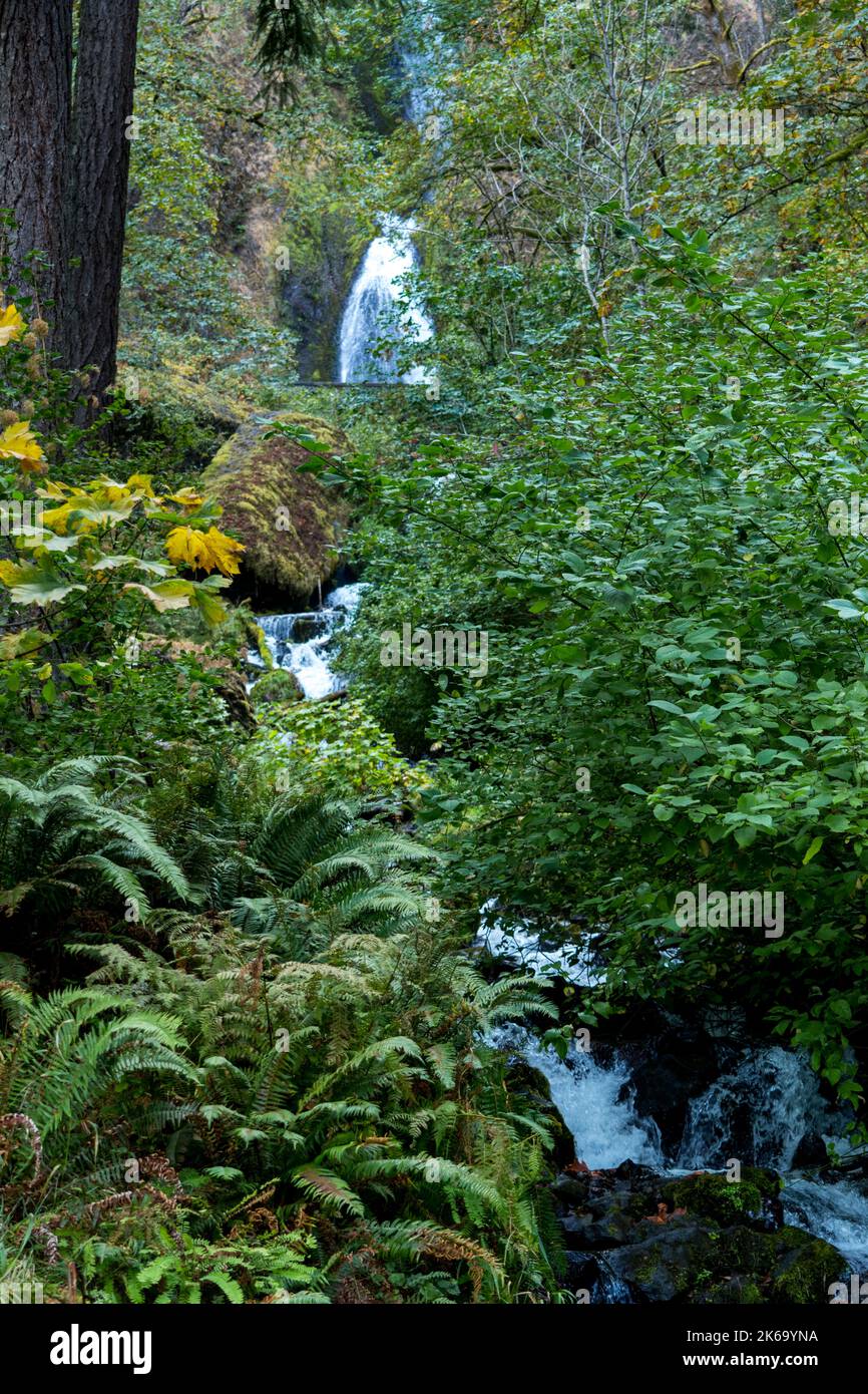 Waterfall Corridor in Columbia River Gorge, Oregon Stock Photo - Alamy