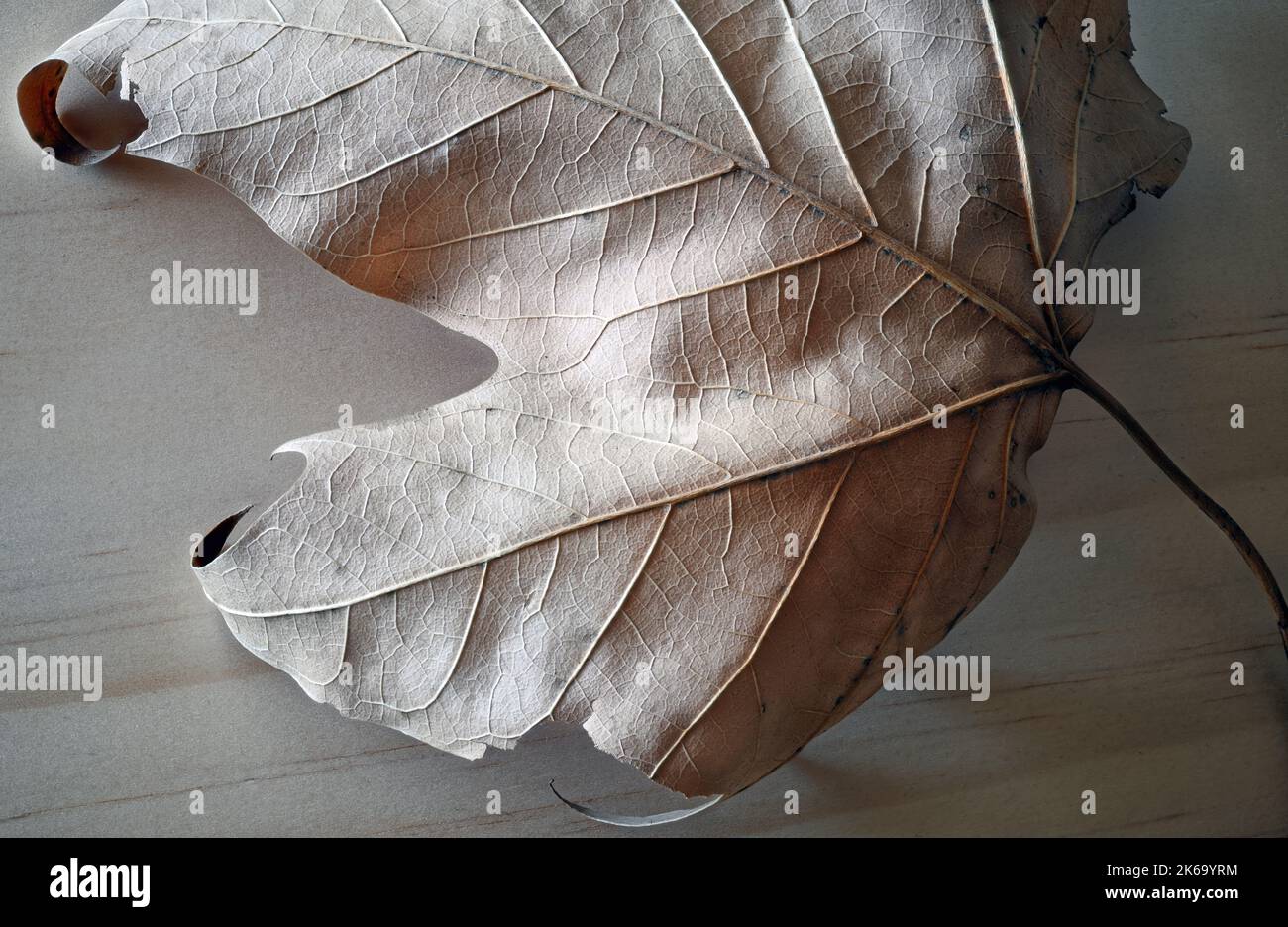 Brown maple leaf hi-res stock photography and images - Alamy