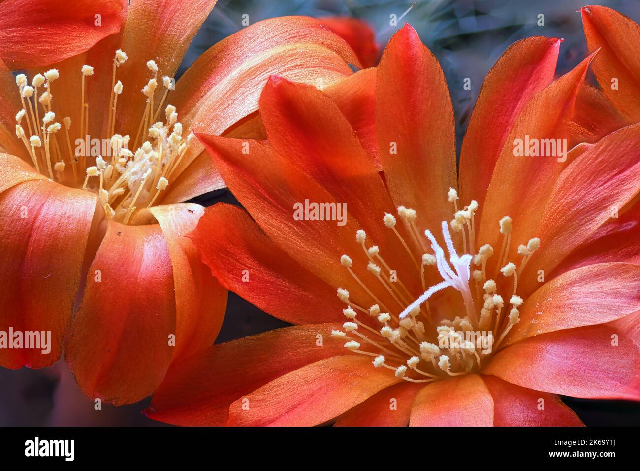 Double Red Cactus Flower Stock Photo - Alamy