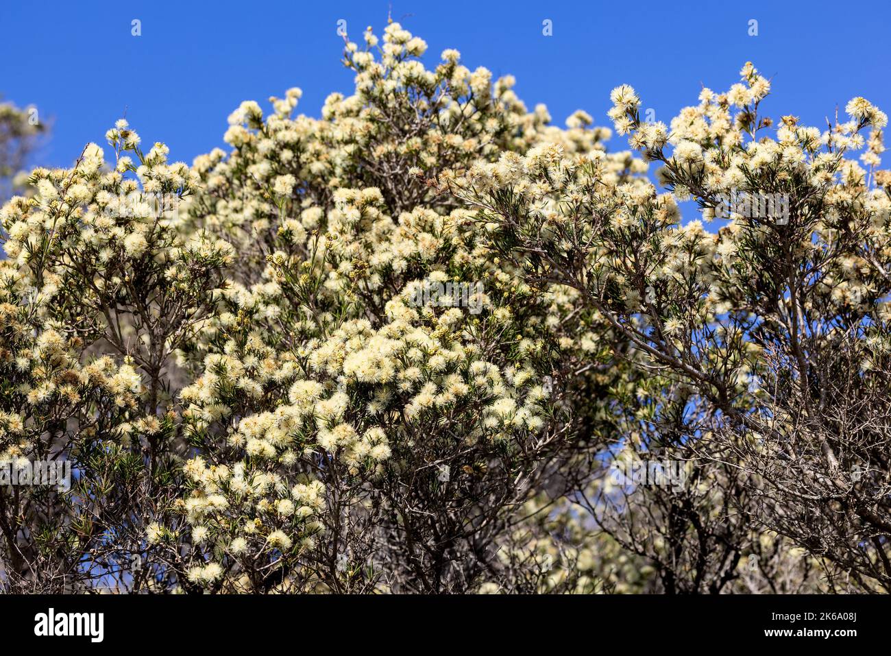 Prickly Moses wattle tree in flower Stock Photo - Alamy