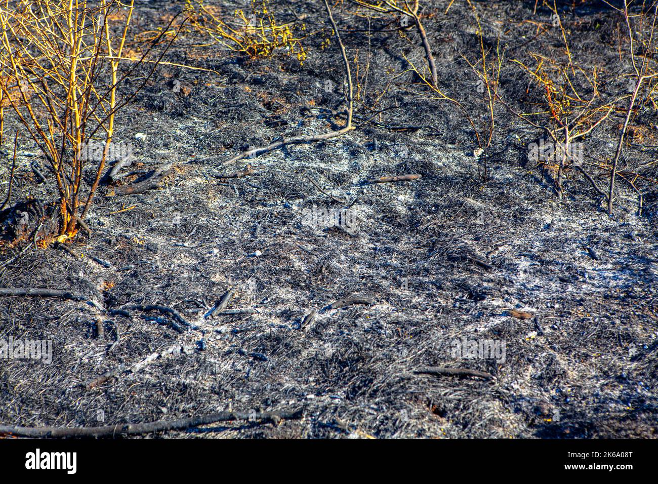 Scorched earth . Nature after arson Stock Photo - Alamy