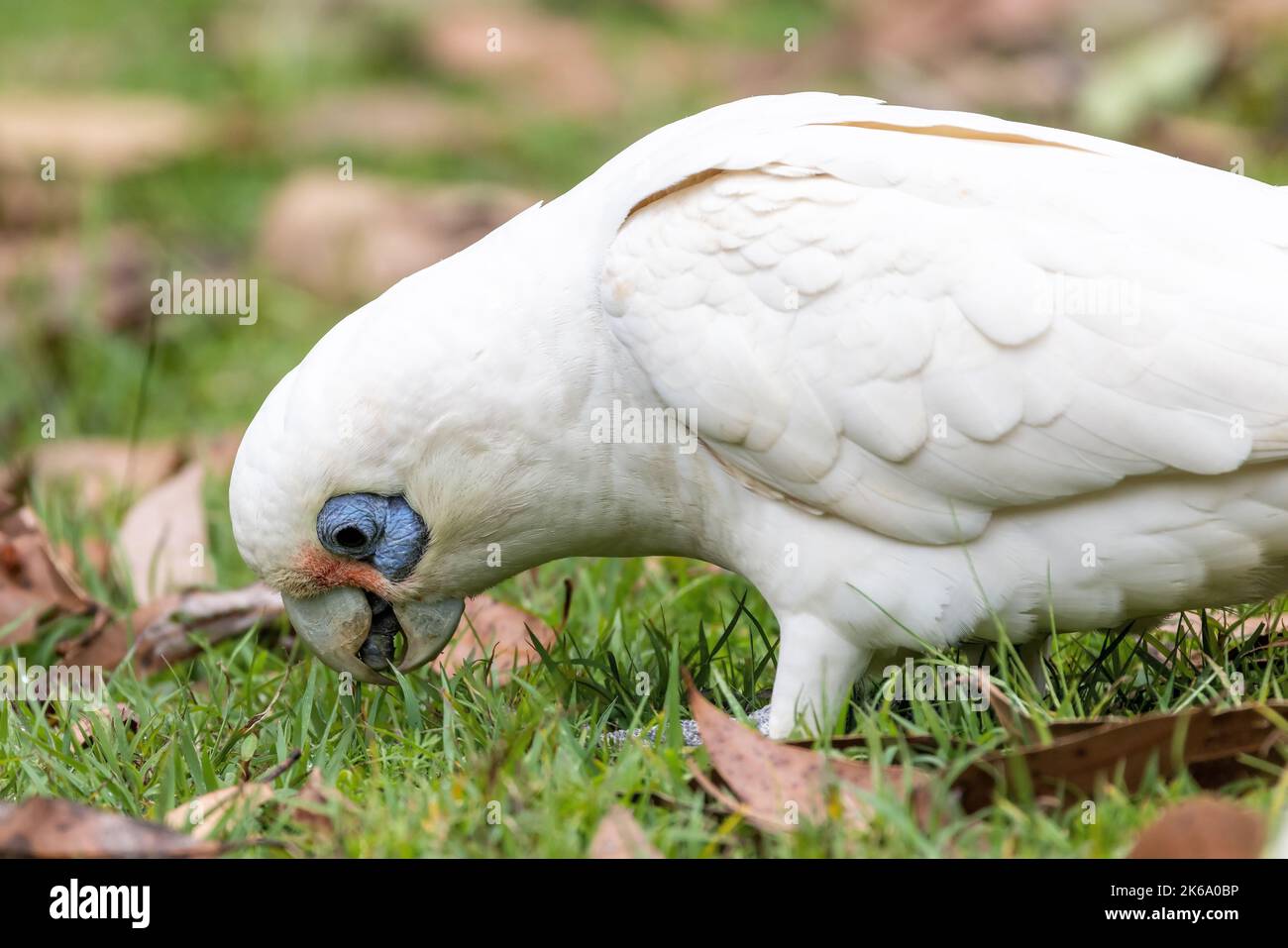 Australian Little Corella feeding on grass seeds Stock Photo - Alamy