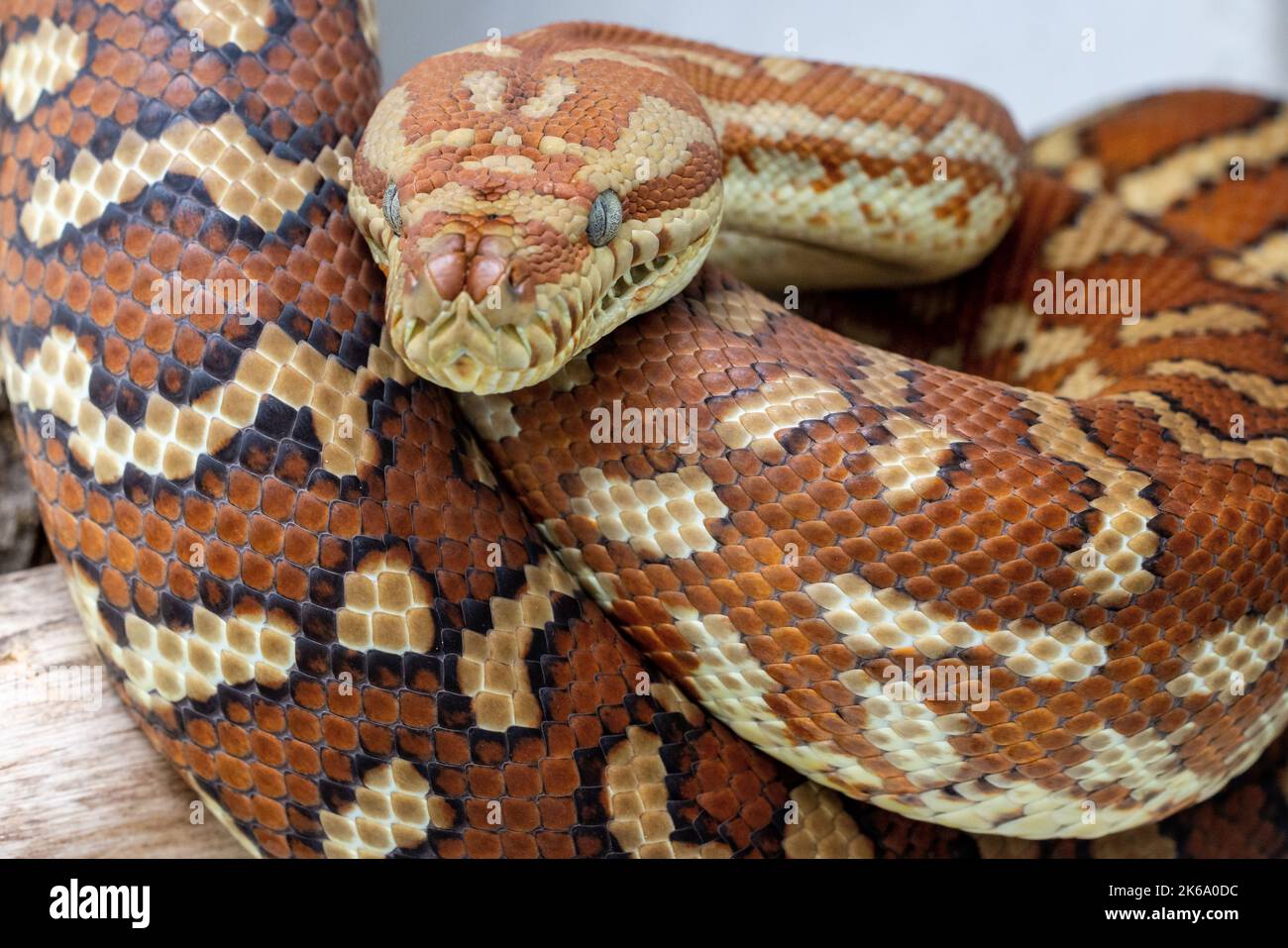 Morelia bredli hi-res stock photography and images - Alamy