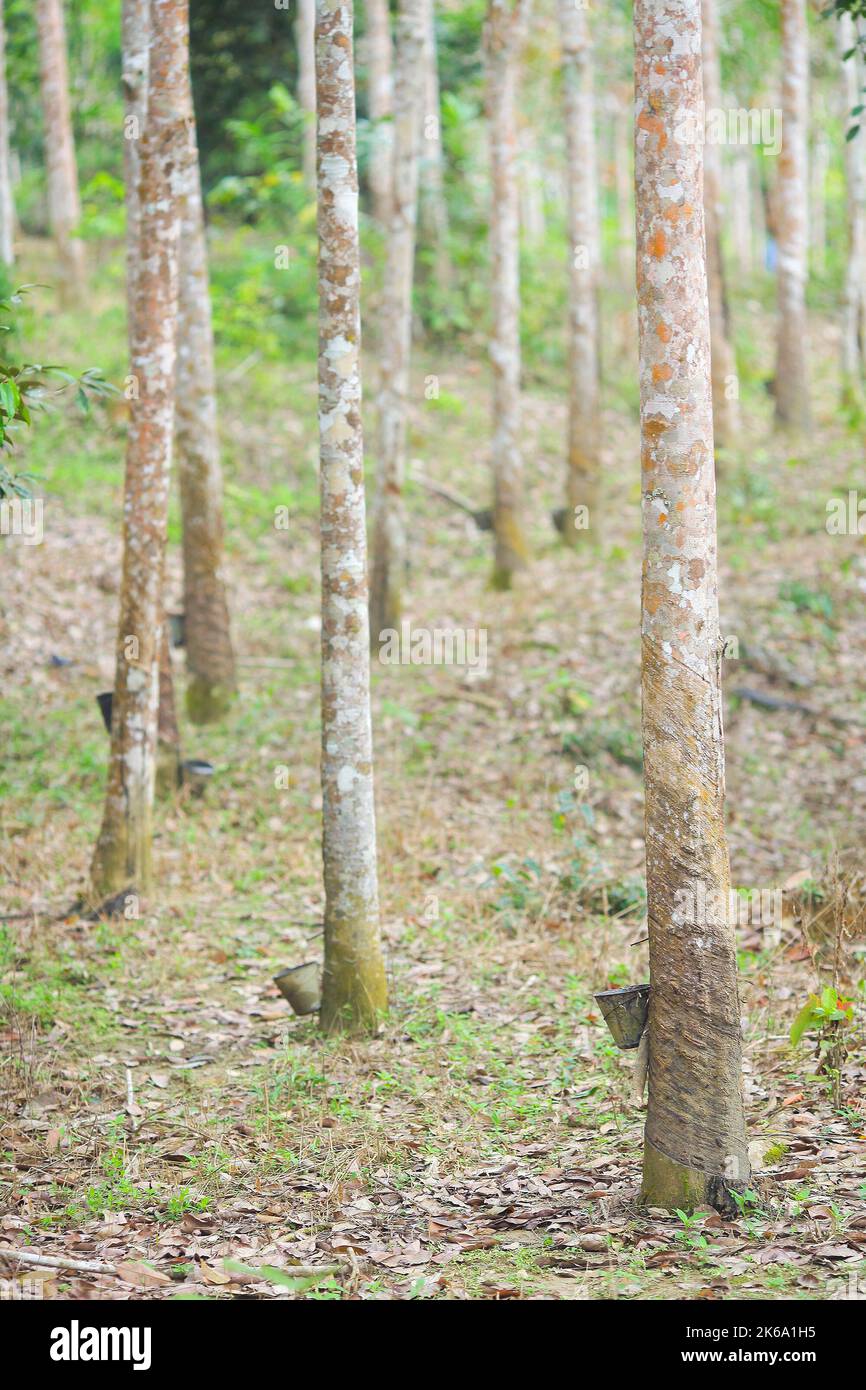 Rubber Latex extracted from rubber tree , (Hevea Brasiliensis) as a ...