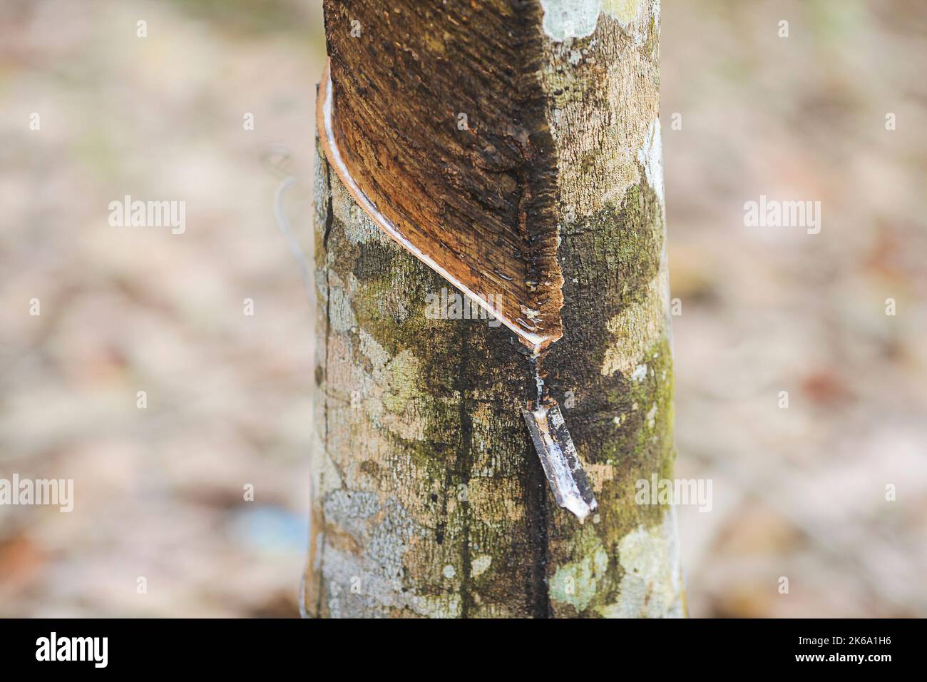Rubber Latex extracted from rubber tree , (Hevea Brasiliensis) as a ...