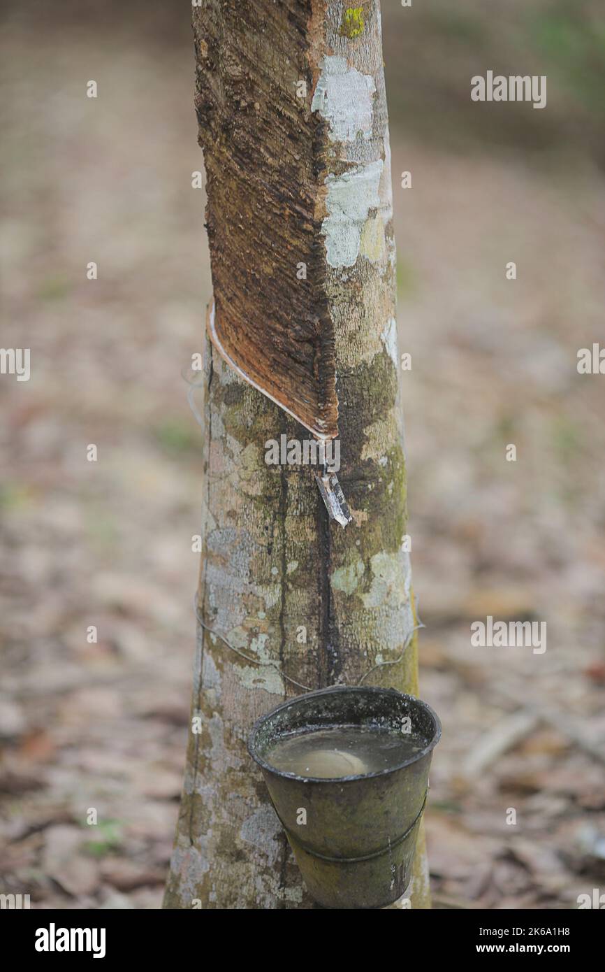 Rubber Latex extracted from rubber tree , (Hevea Brasiliensis) as a ...