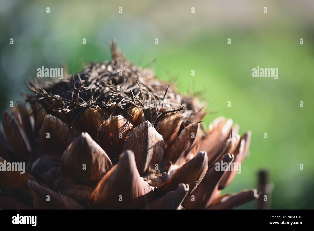 Dried insects hi-res stock photography and images - Alamy