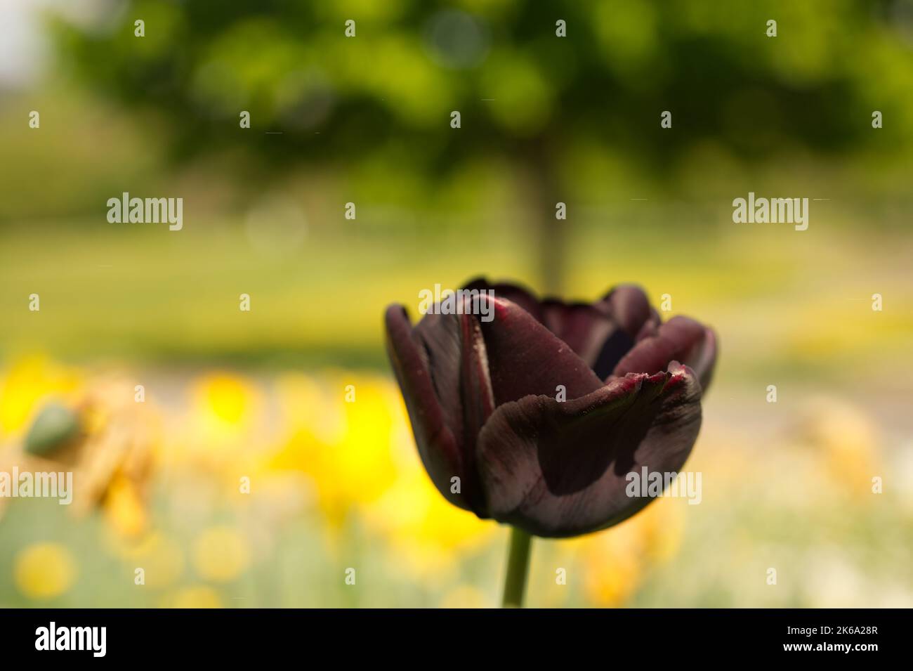 Piante da giardino piante da fiori hi-res stock photography and images ...