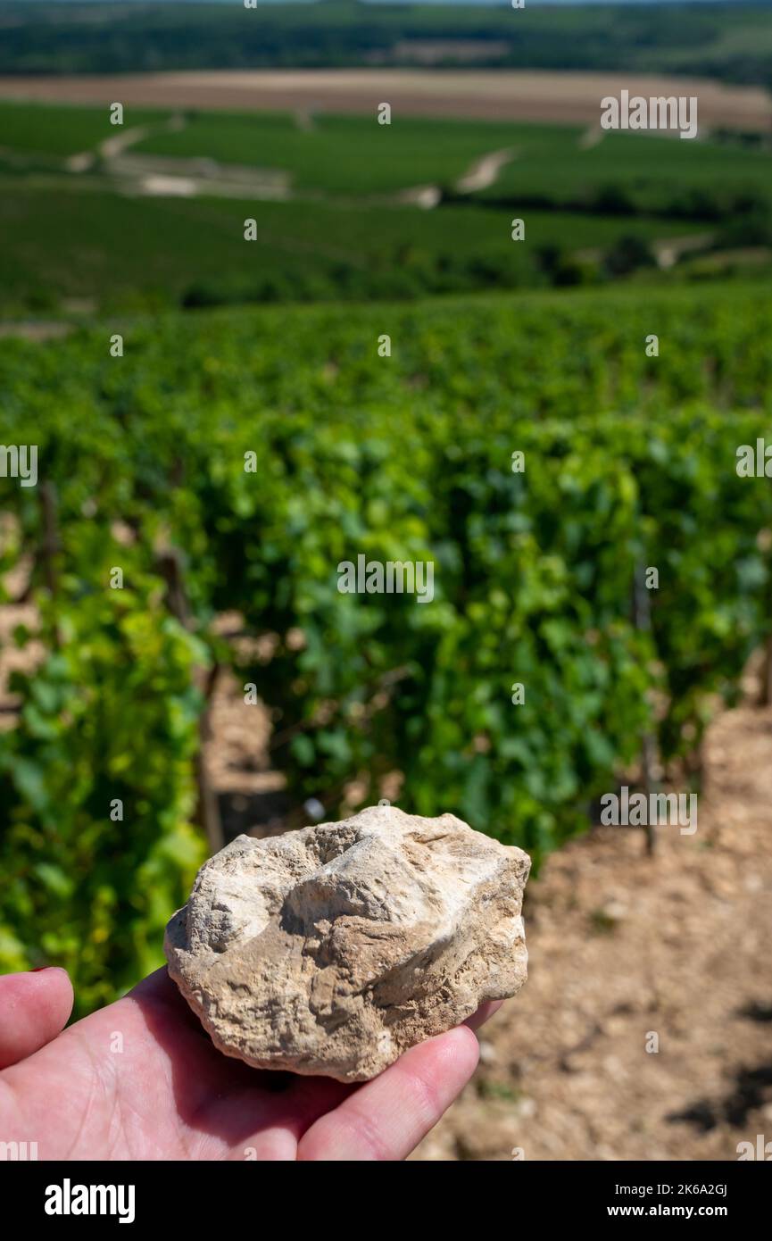 Sample of soil from Chablis Grand Cru appellation vineyards, limestone ...